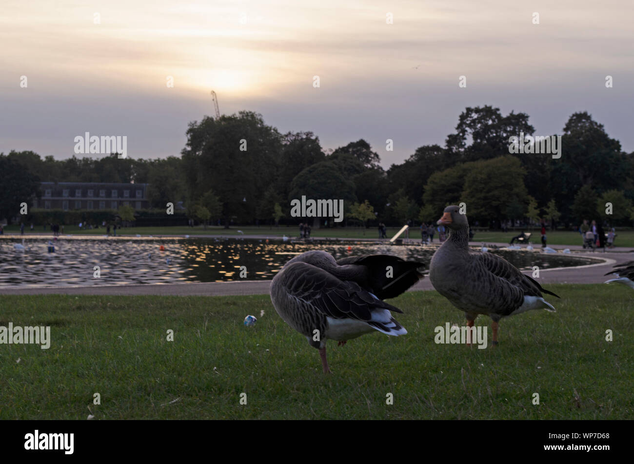 Greylag geese in and around the Round pond. Kensington Gardens, London ...