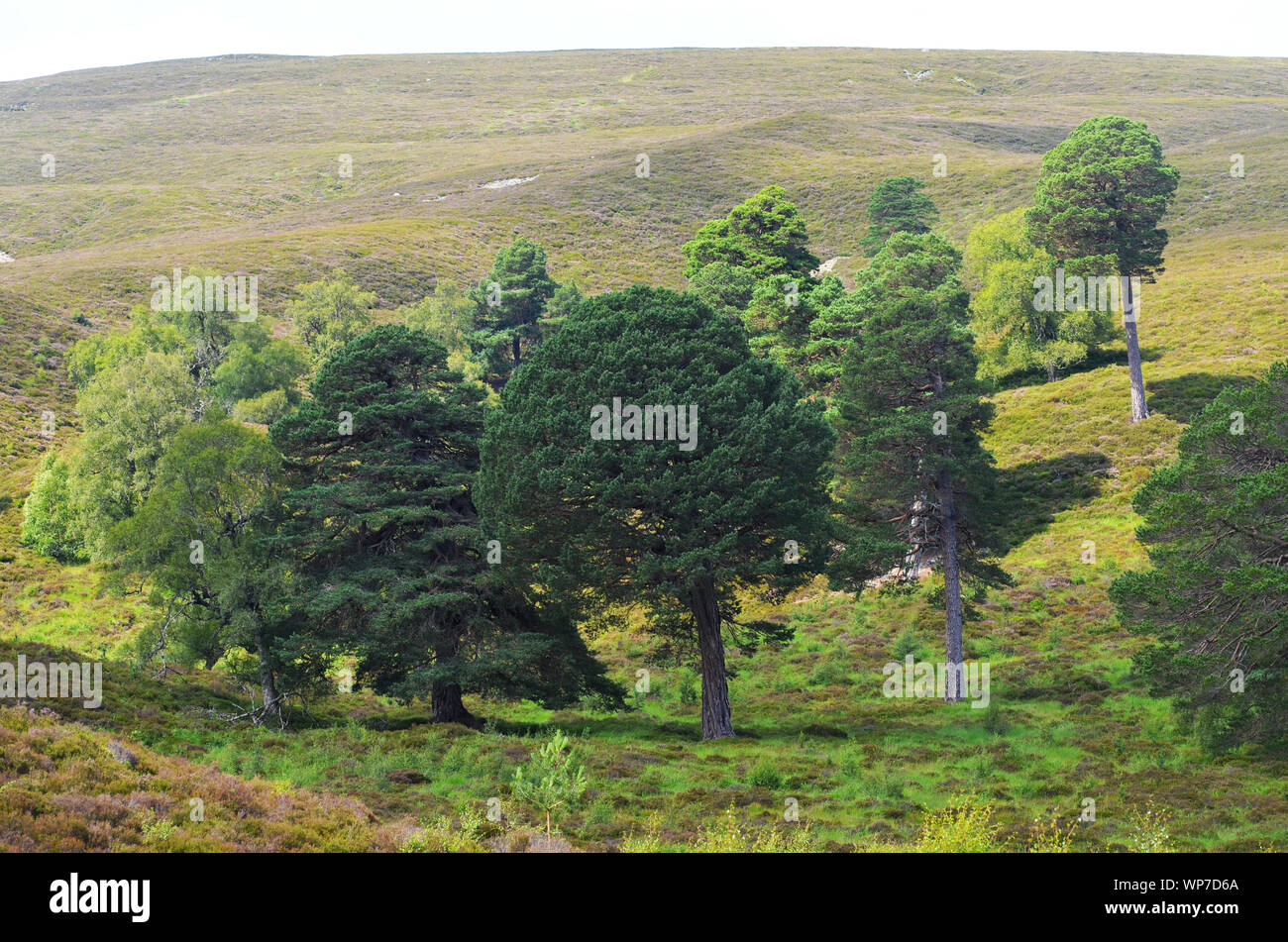 Caledonian forest scotland capercaillie hi-res stock photography and ...