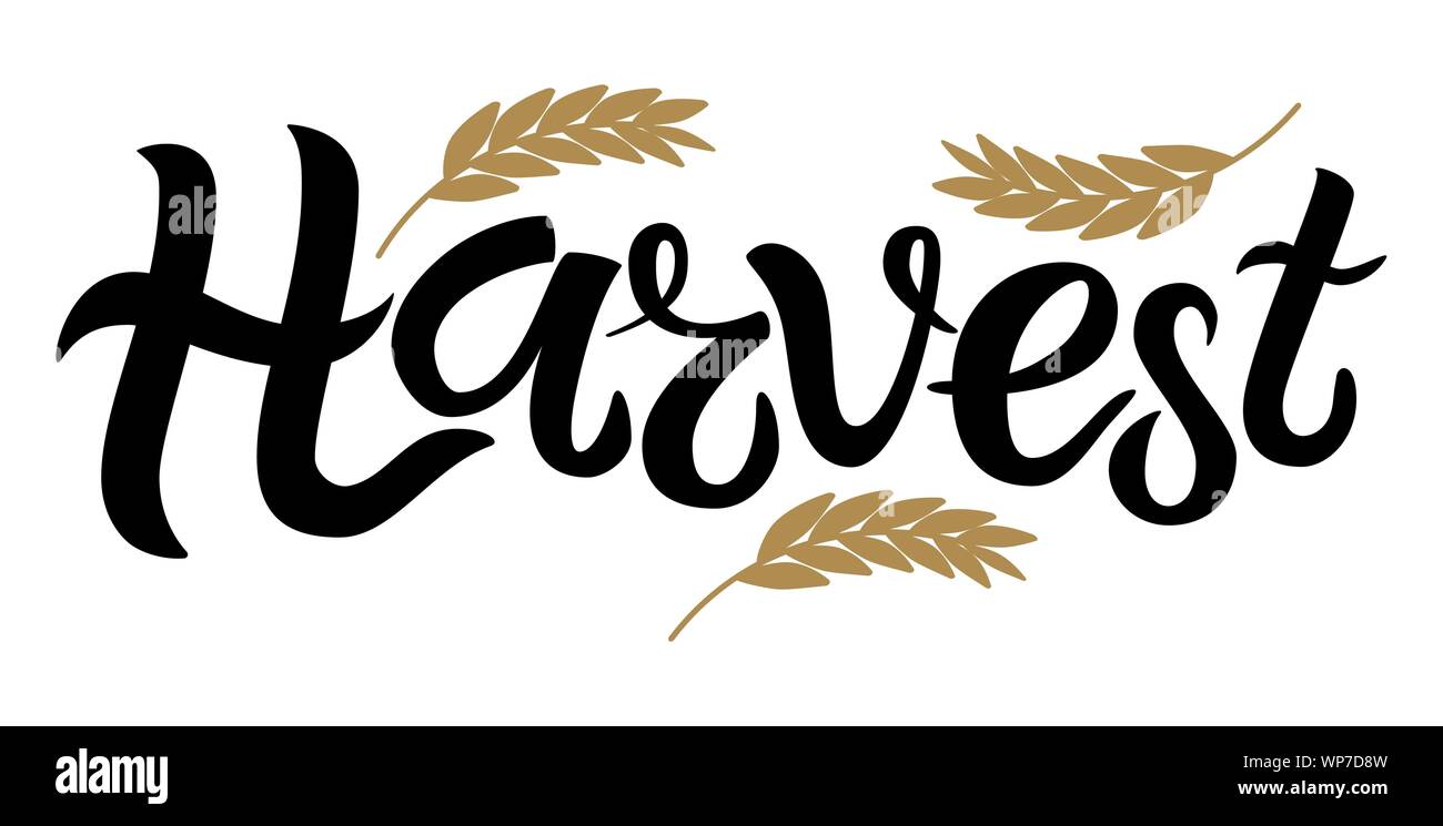 Vector illustration of Harvest text decorated with ears of wheat. Hand ...