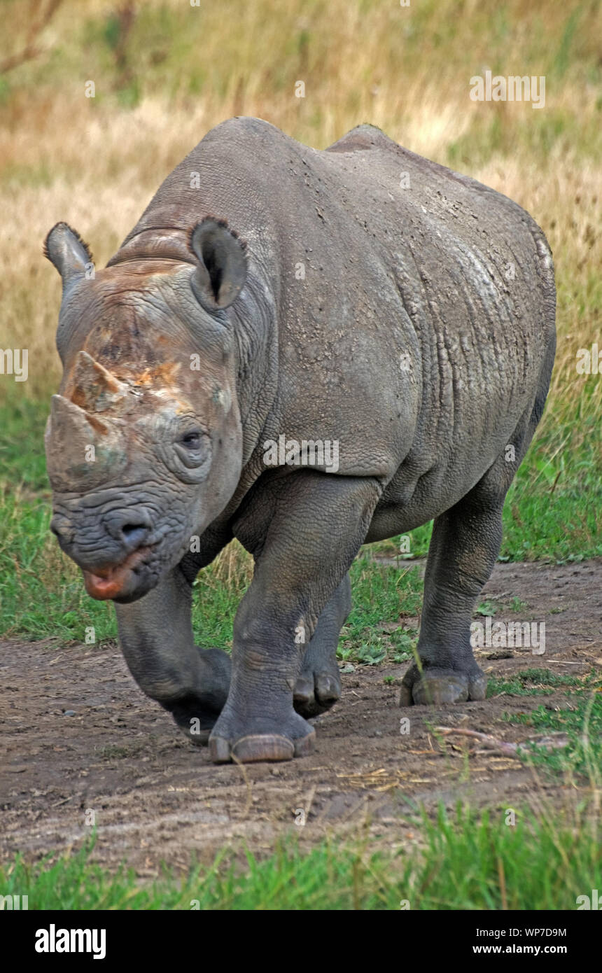 Black rino hi-res stock photography and images - Alamy