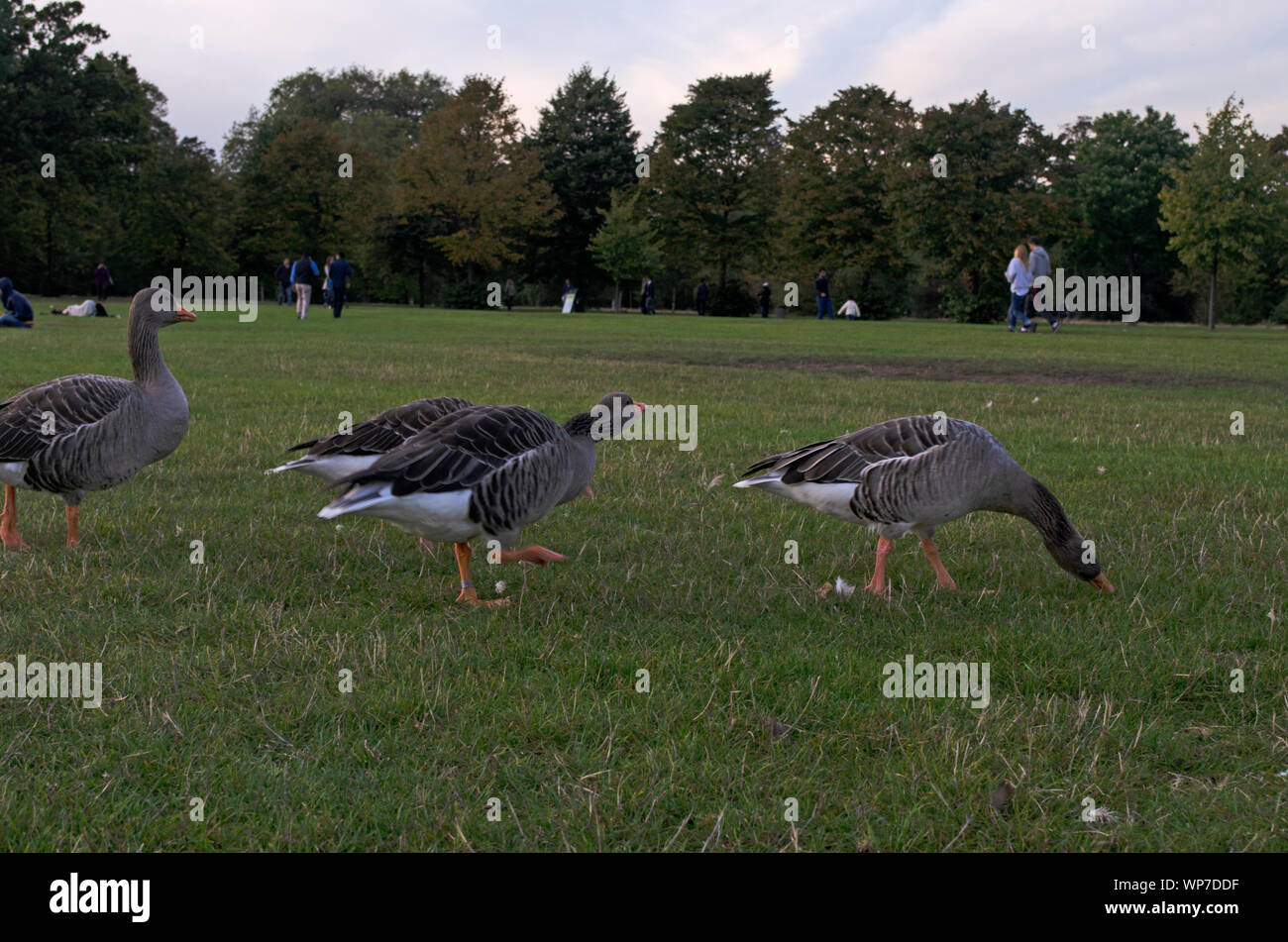 Greylag geese in and around the Round pond. Kensington Gardens, London ...