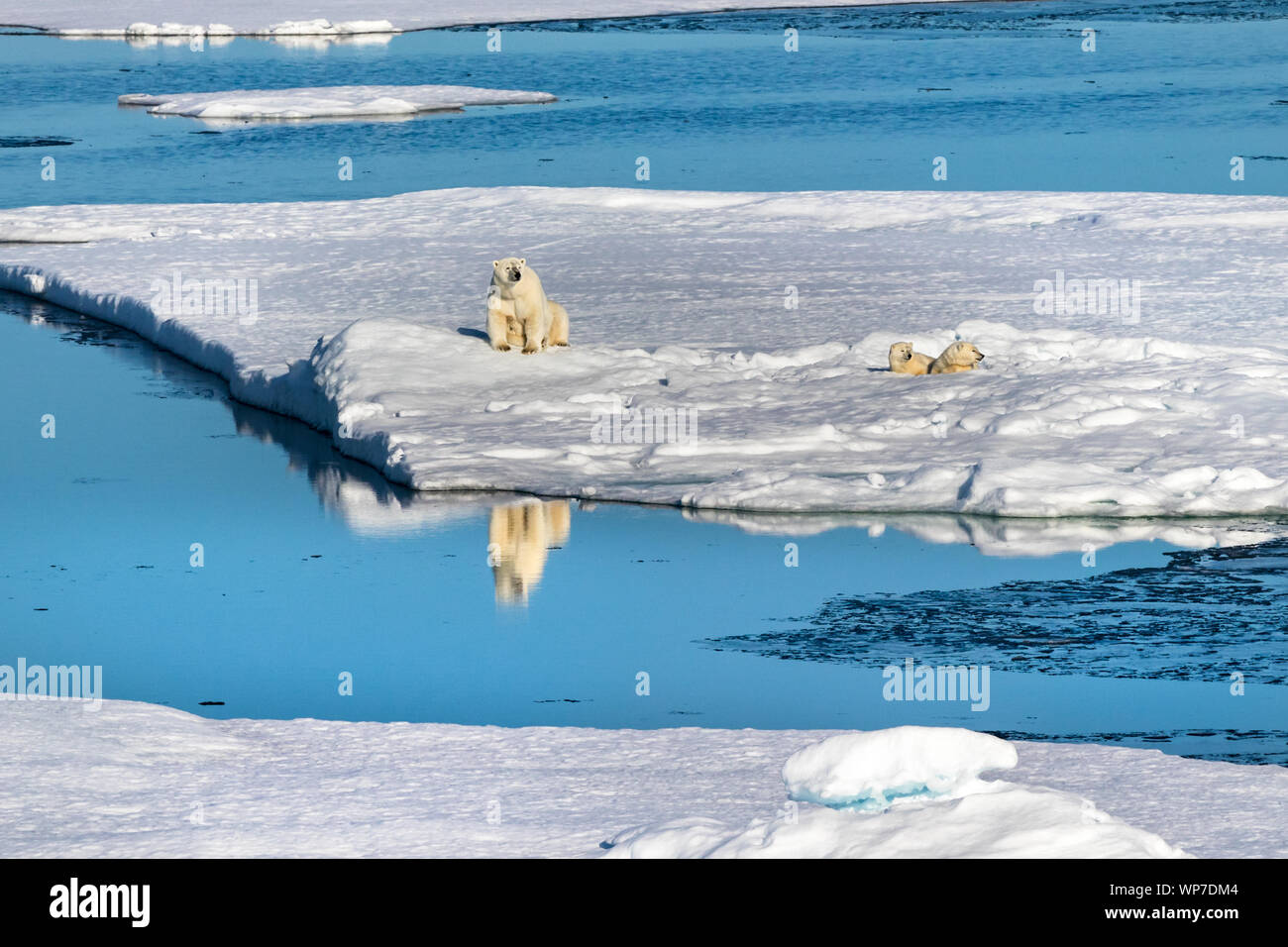 Female polar bear two cubs on pack ice hi-res stock photography and ...