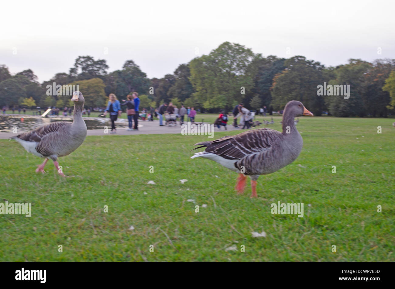 Greylag geese in and around the Round pond. Kensington Gardens, London ...
