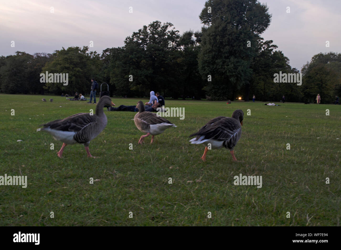 Greylag geese in and around the Round pond. Kensington Gardens, London ...