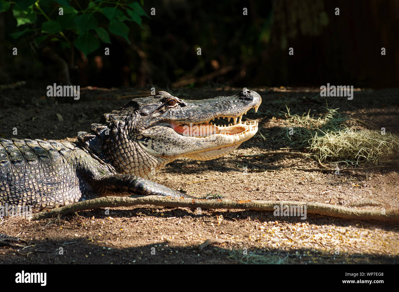 alligator or alligator mississippiensis profile with jaws open and ...