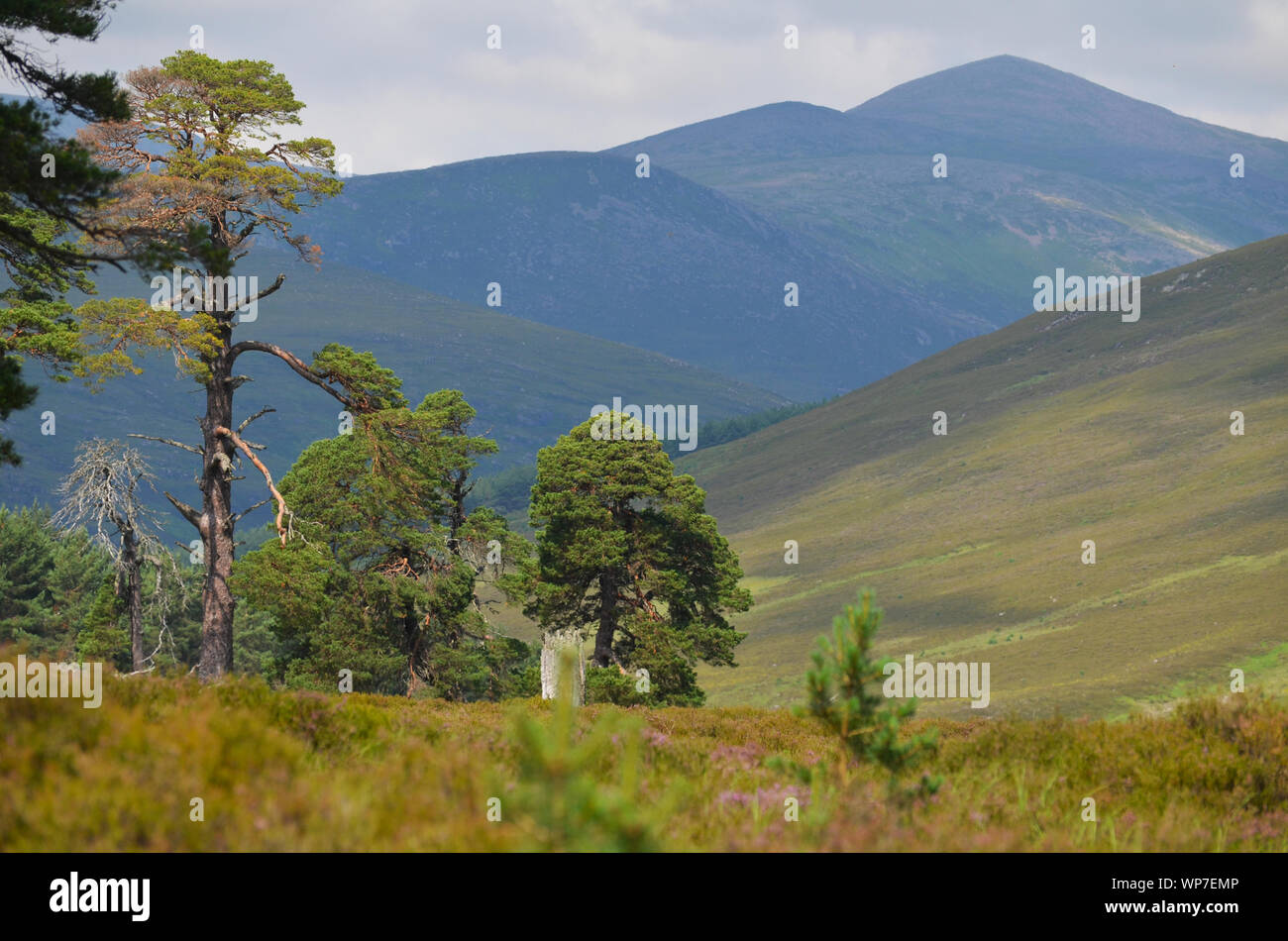 Caledonian pine forests covering the floor of Lairig Ghru valley in the ...
