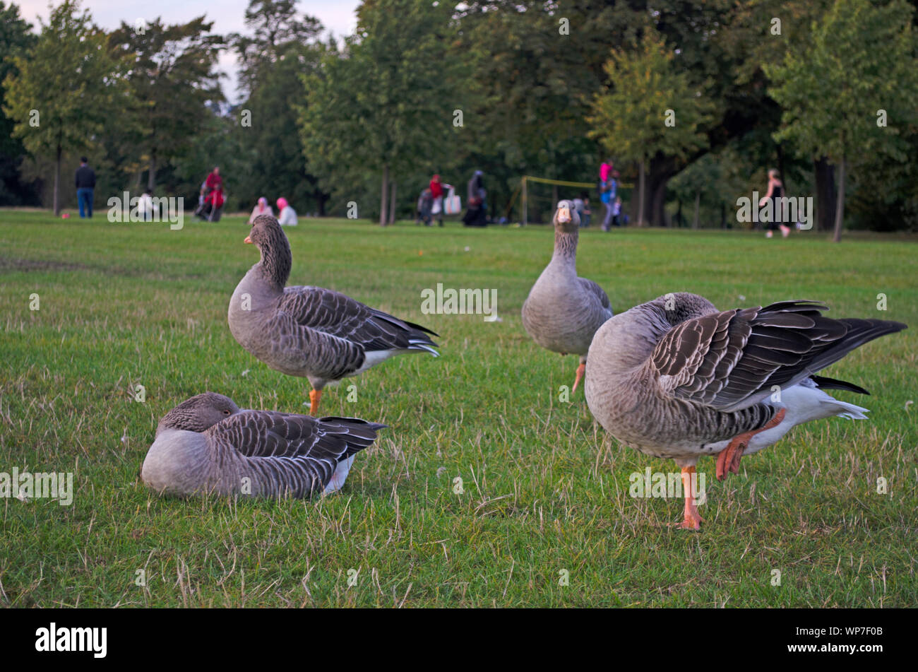 Greylag geese in and around the Round pond. Kensington Gardens, London ...