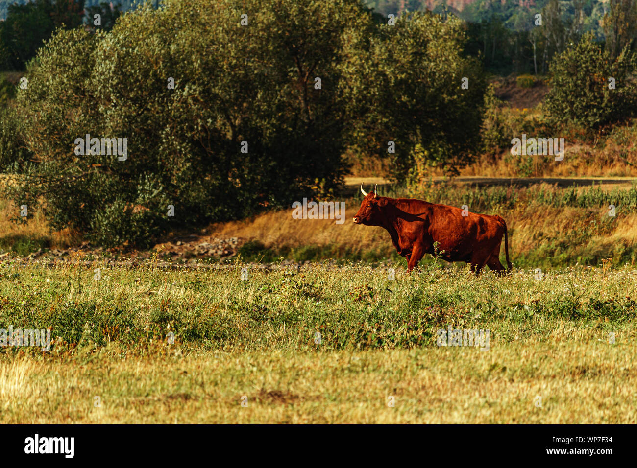 Beautiful young brown bull standing alone in the wilderness Stock Photo ...