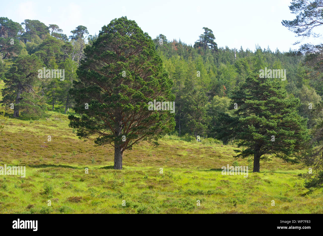 Caledonian pine forests covering the floor of Lairig Ghru valley in the ...