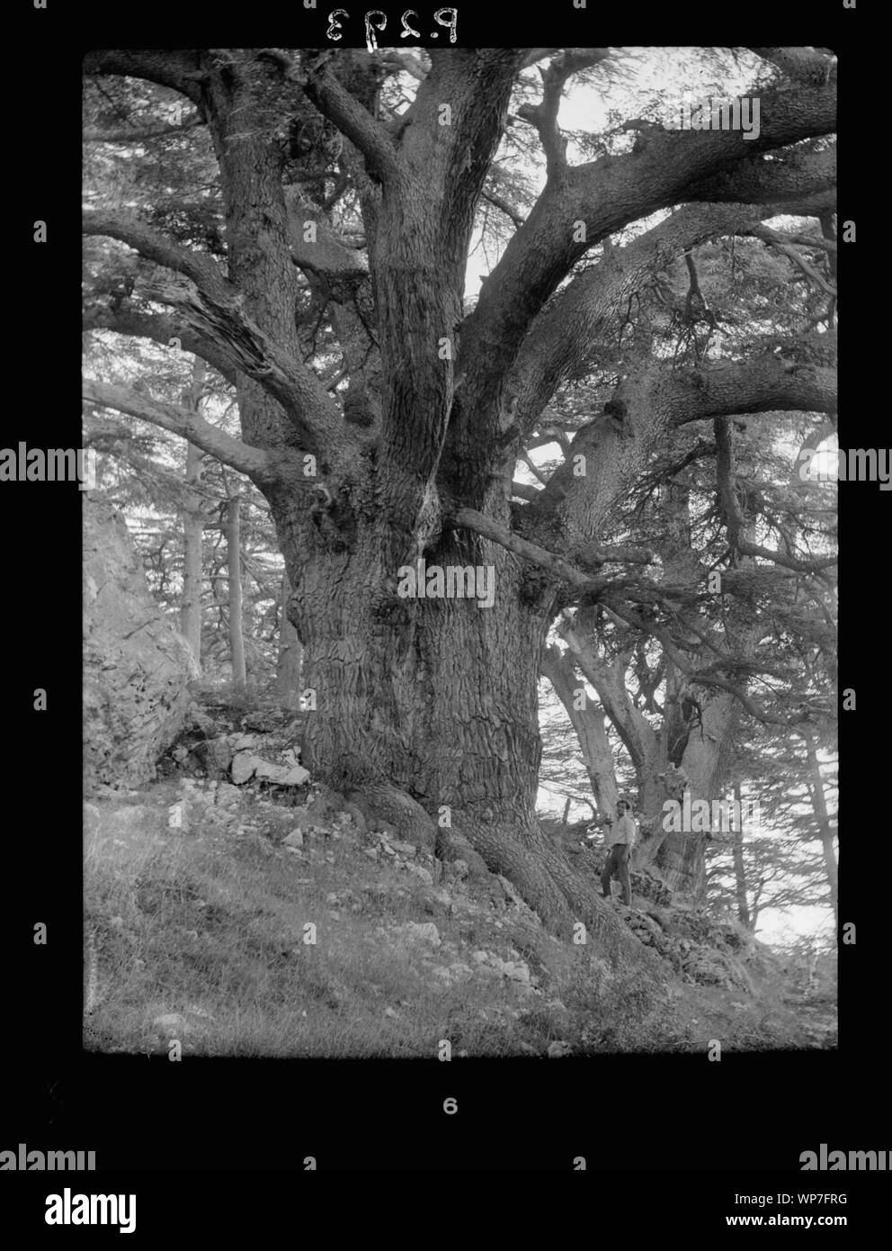 Lebanon. Arz el Rub, God's Cedar Stock Photo - Alamy