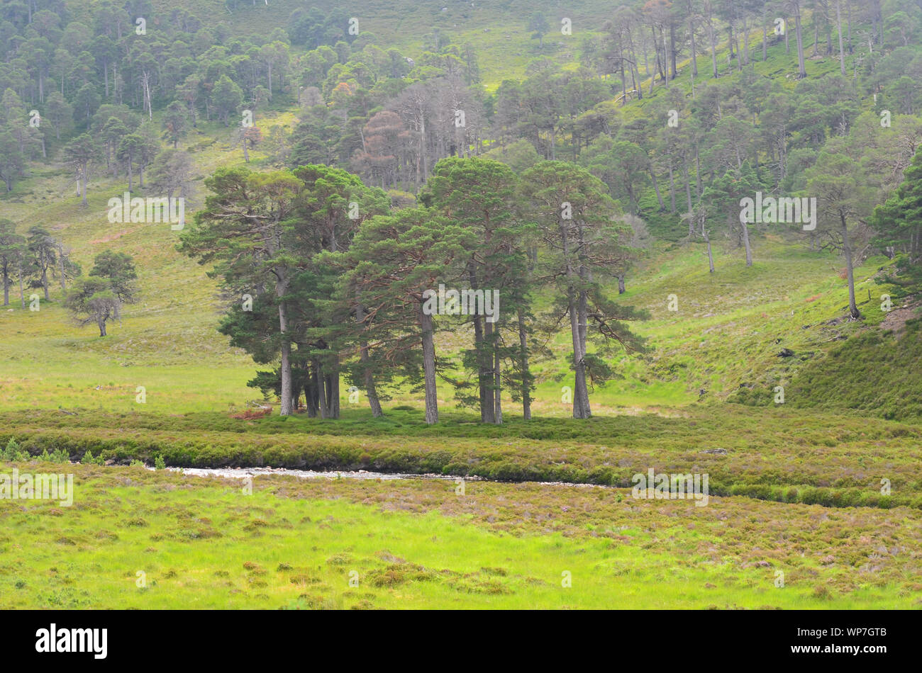 Caledonian pine forests covering the floor of Lairig Ghru valley in the ...