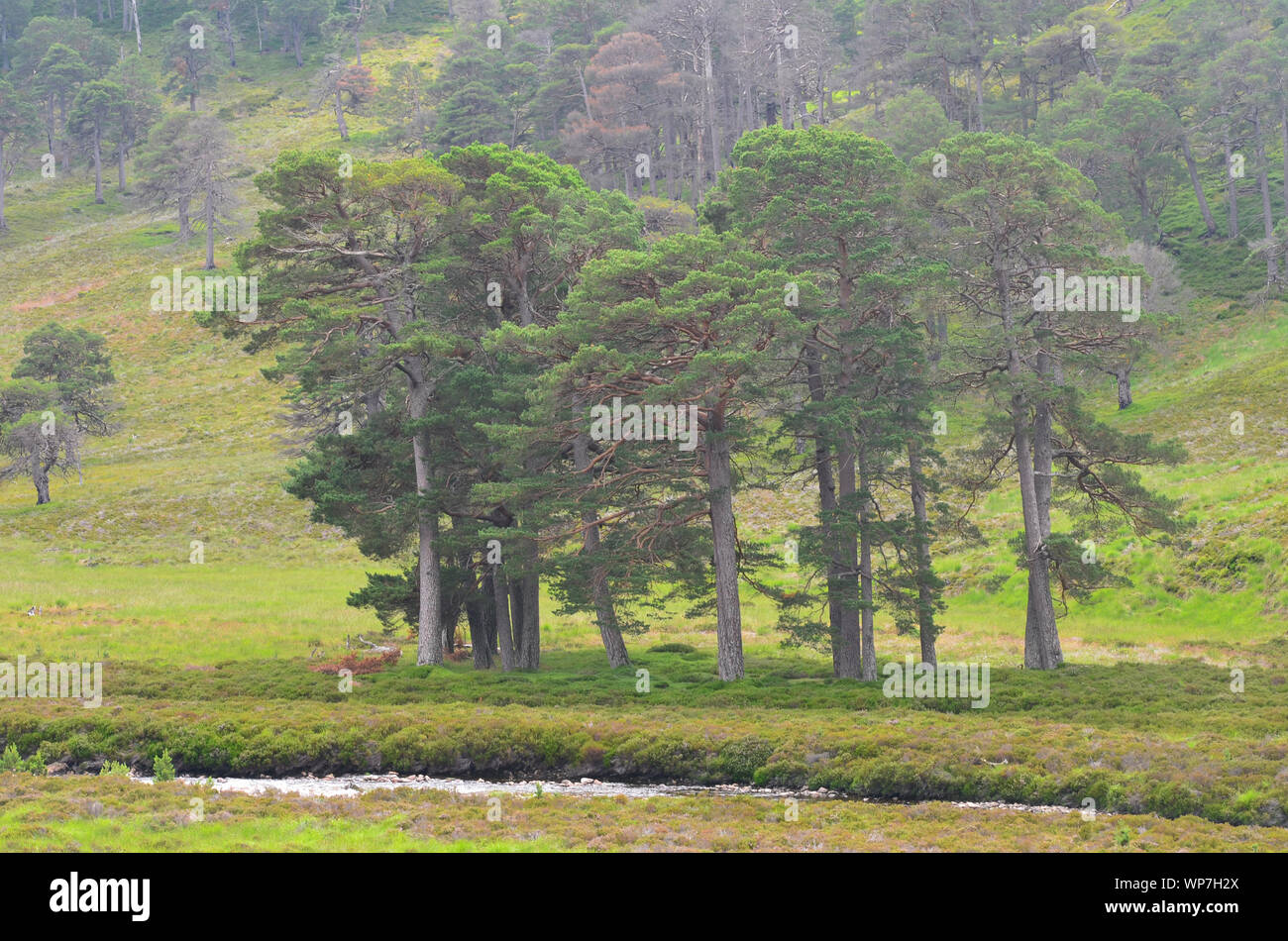 Caledonian pine forests covering the floor of Lairig Ghru valley in the ...