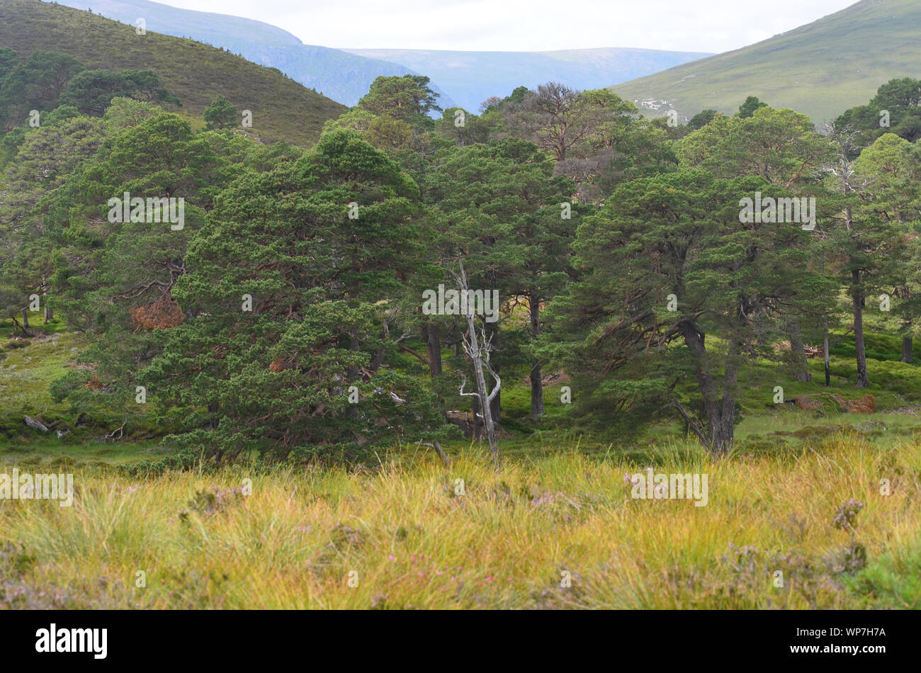 Caledonian pine forests covering the floor of Lairig Ghru valley in the ...