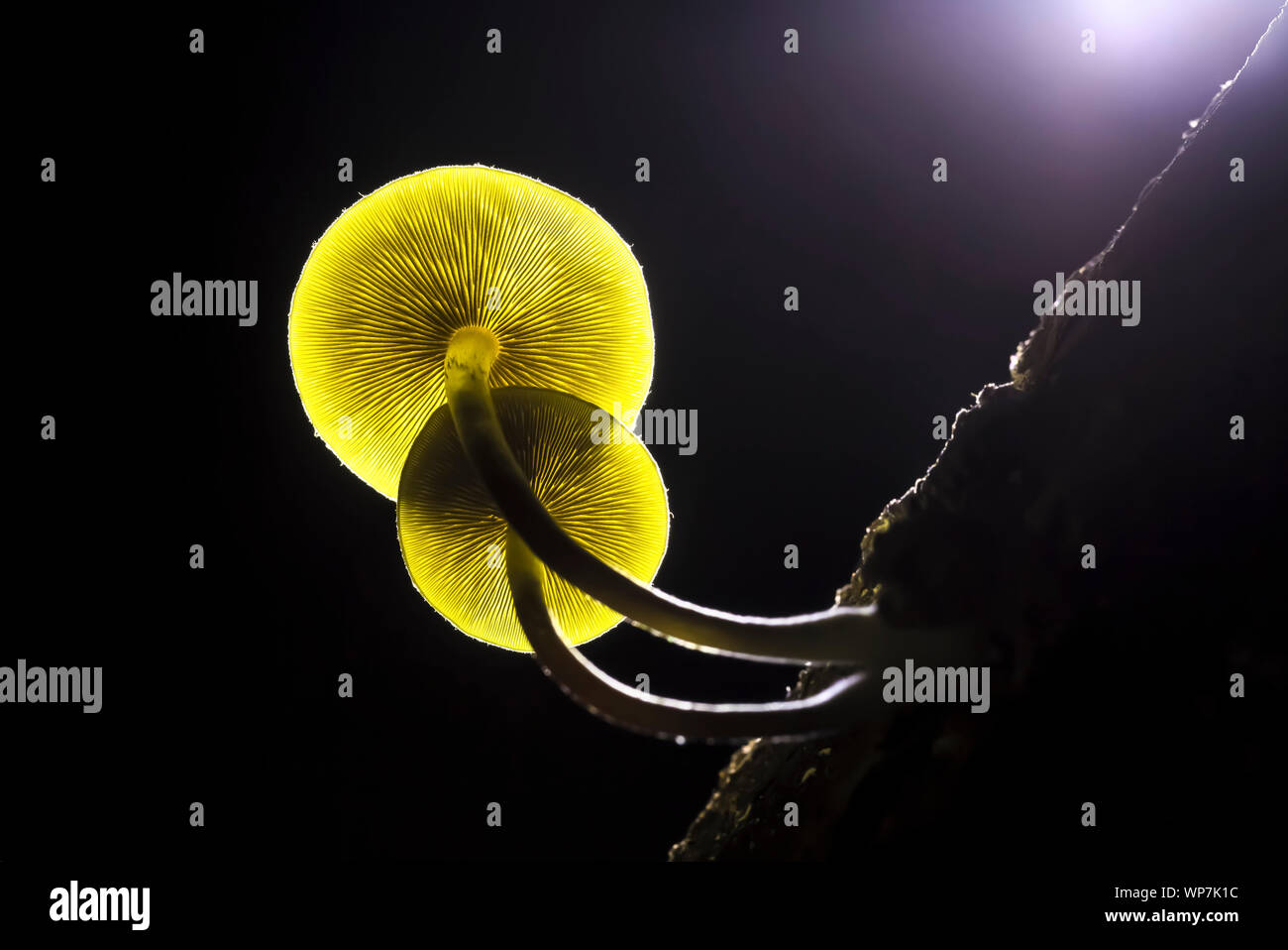 Cave fungi hi-res stock photography and images - Alamy