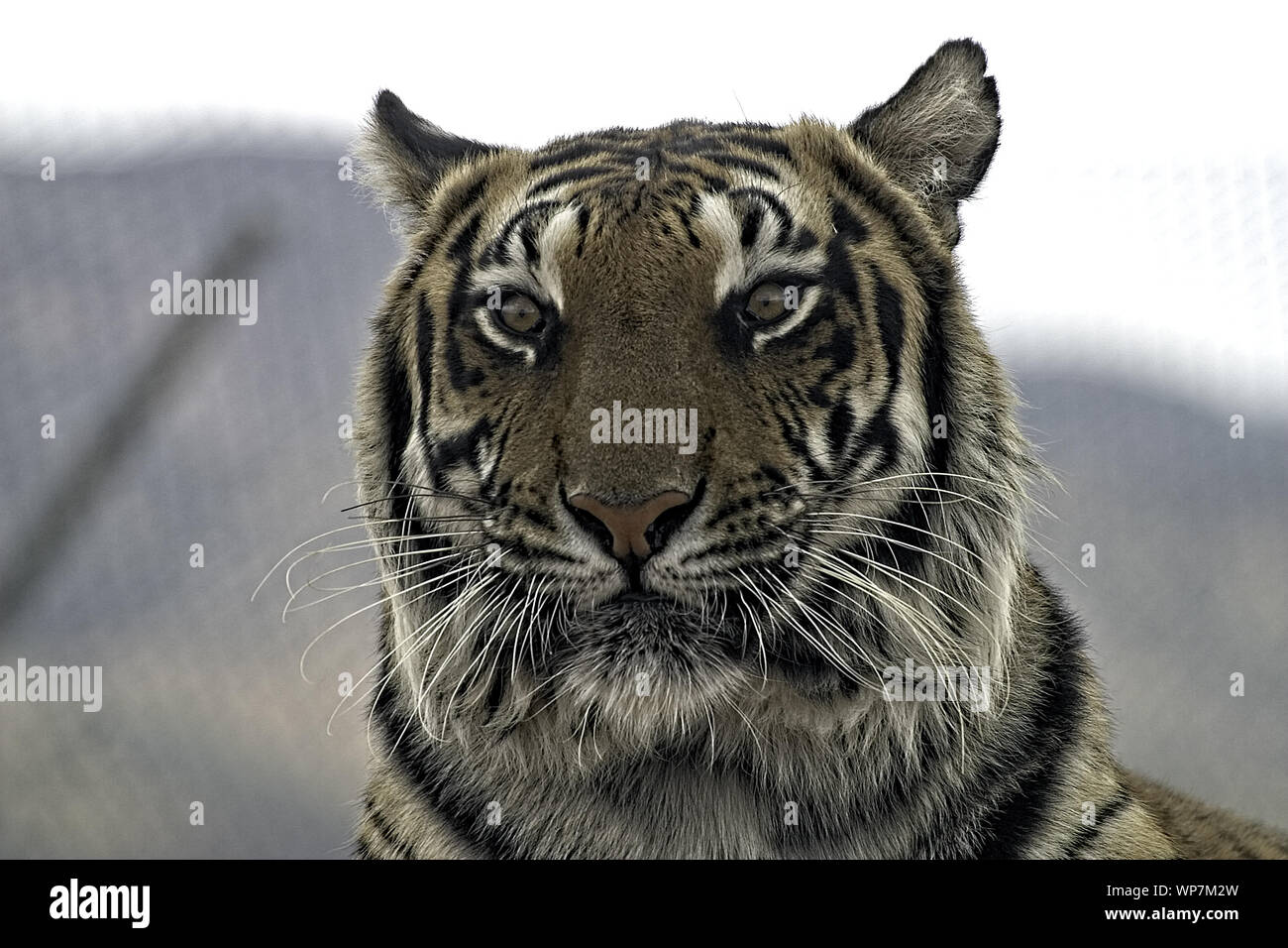 Bengal Tiger. Head shot. Staring at camera Stock Photo - Alamy