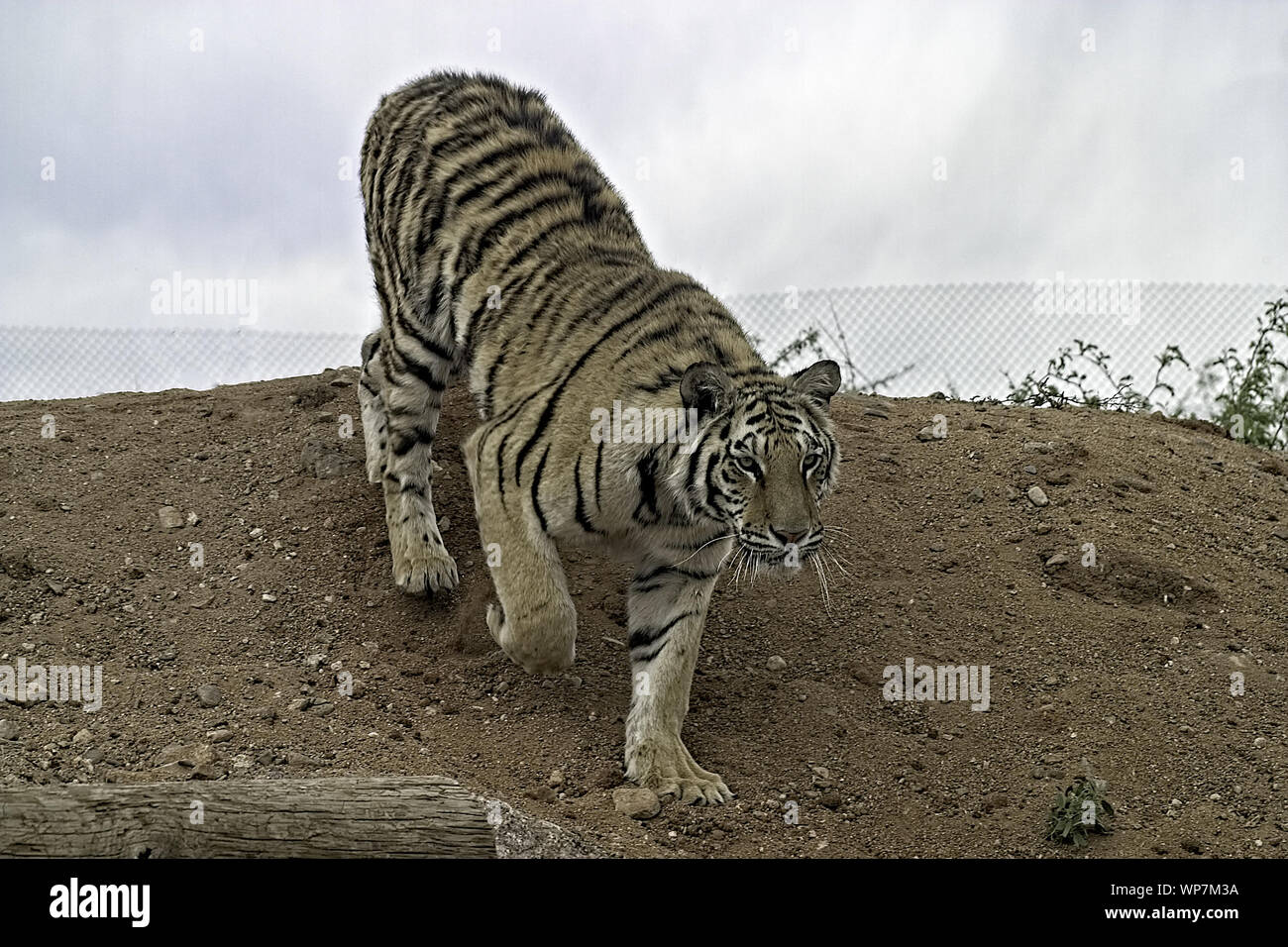 Bengal Tiger. Walking down an embankment Stock Photo - Alamy