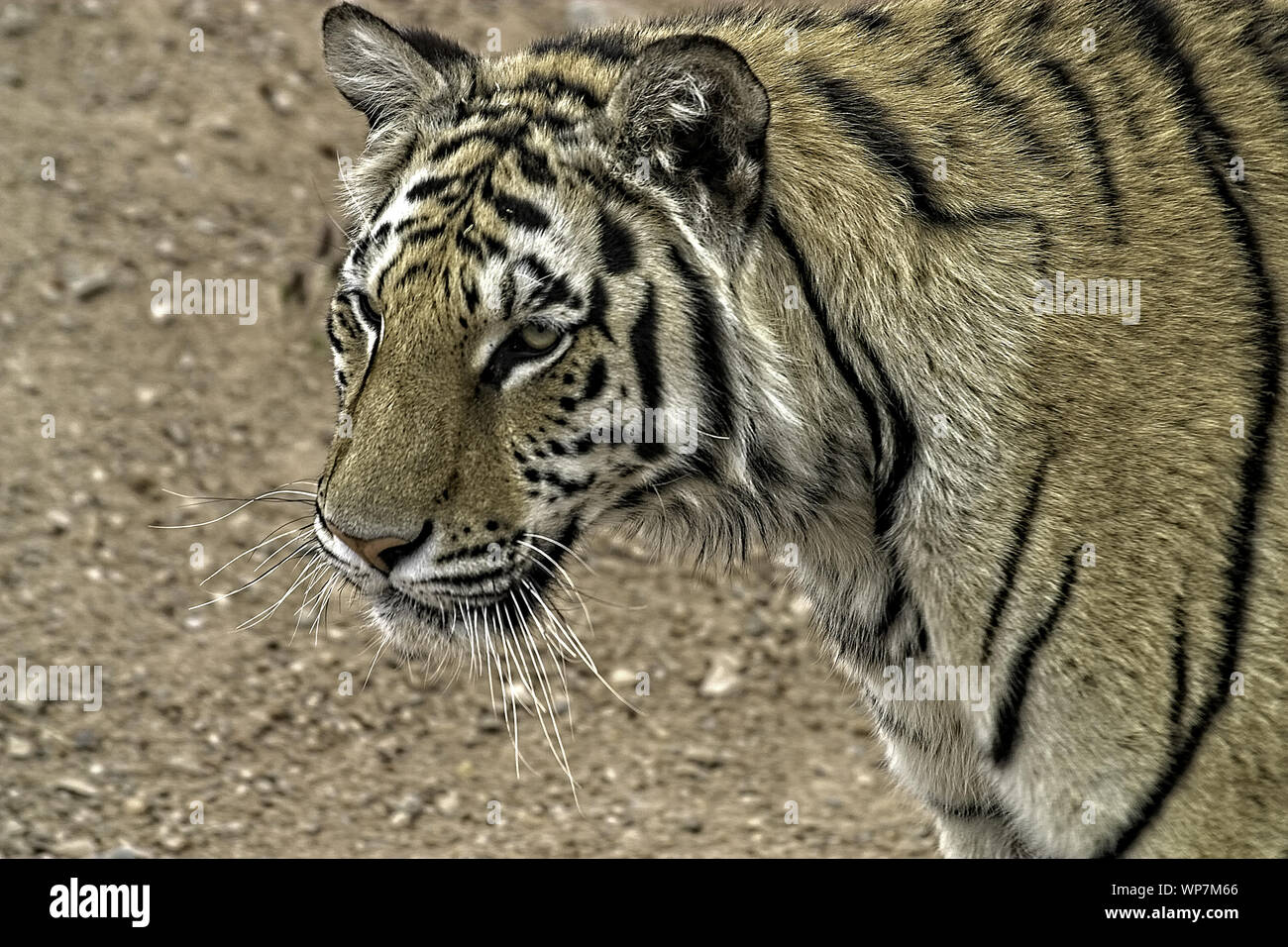 Bengal Tiger. Partial body shot. Standing with head facing left Stock ...