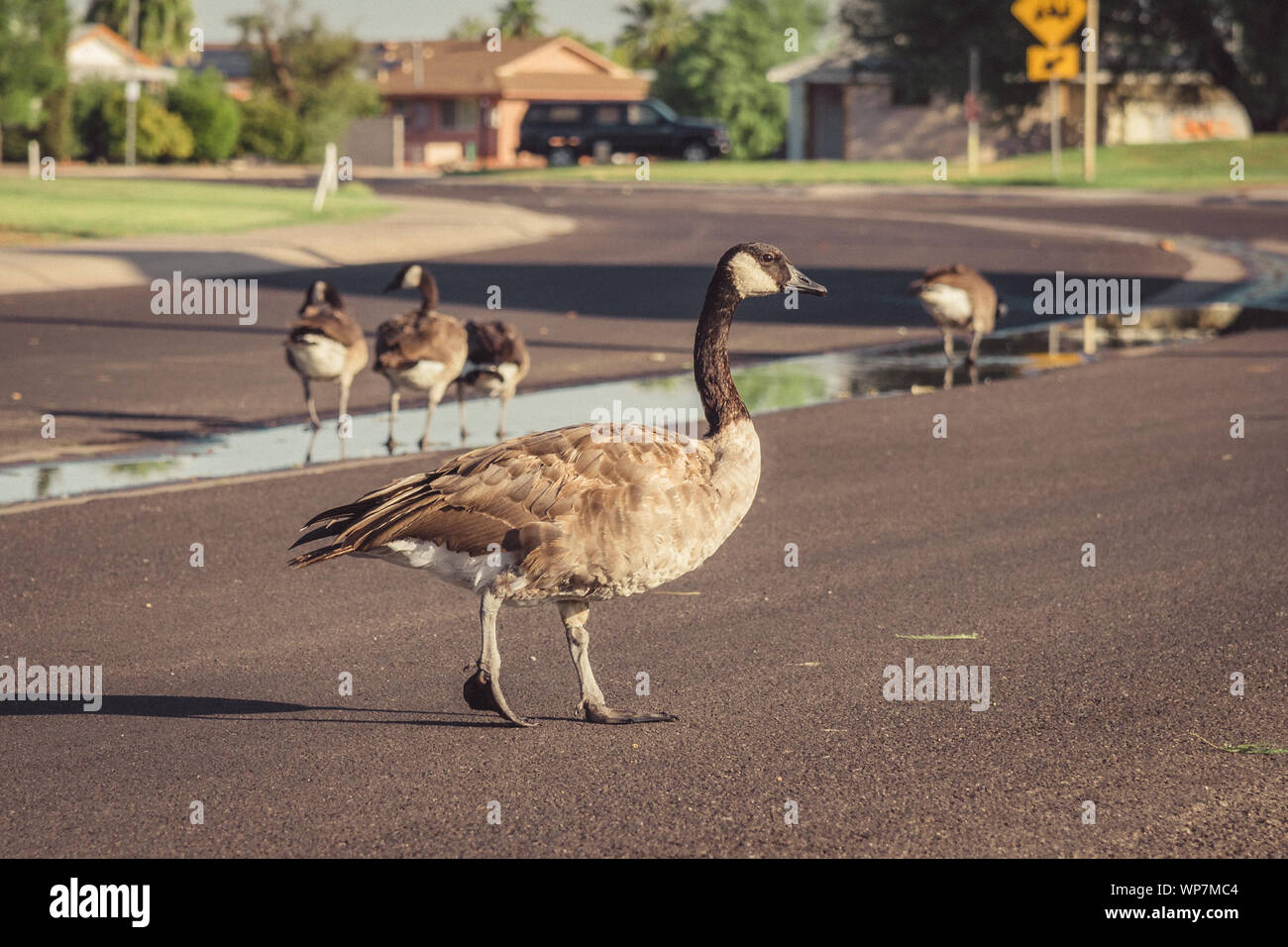 Analogue photograph of Canada geese crossing a street in Sun City ...