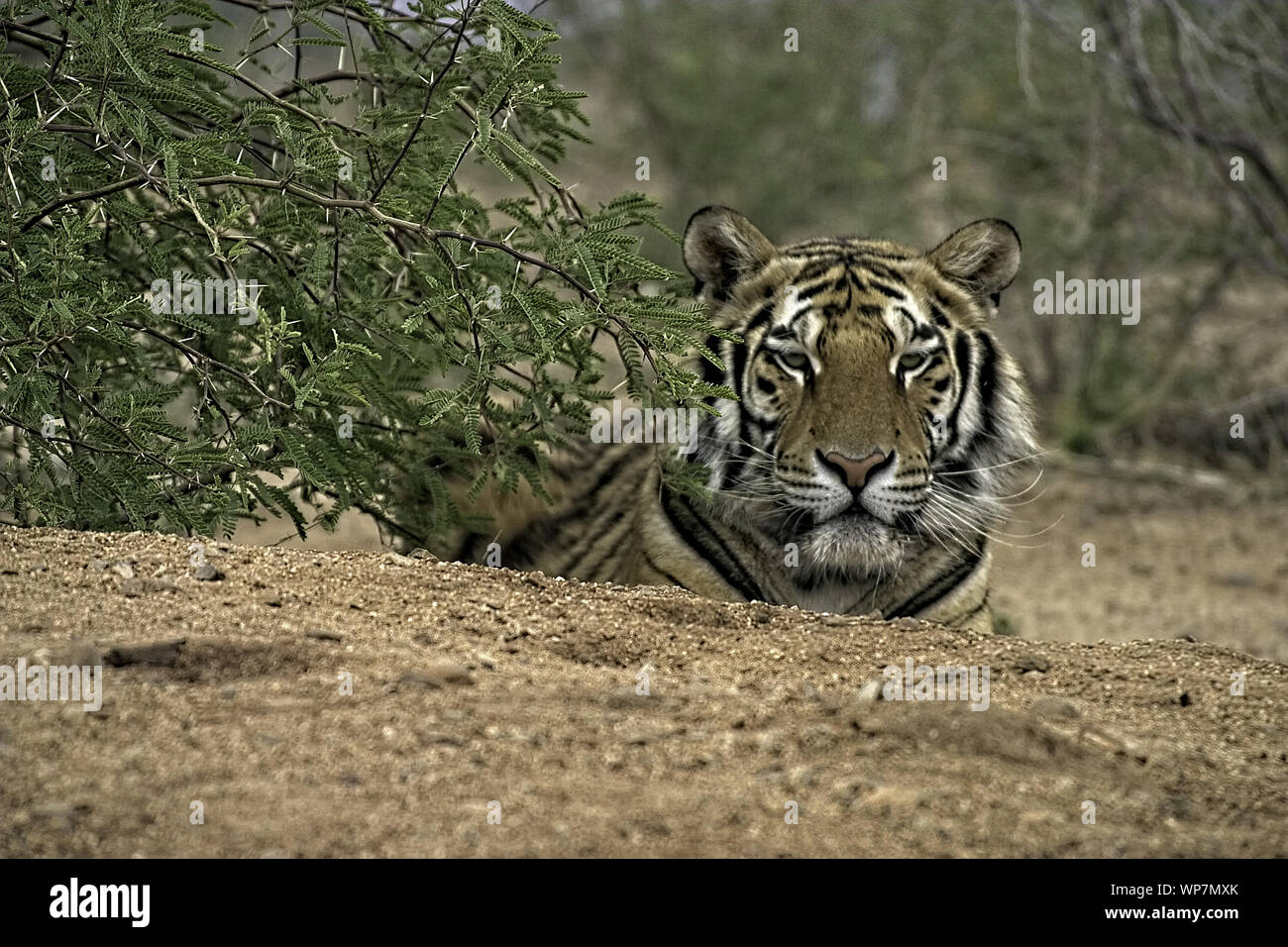 Bengal Tiger. Laying down and facing camera. Mainly head shot Stock ...