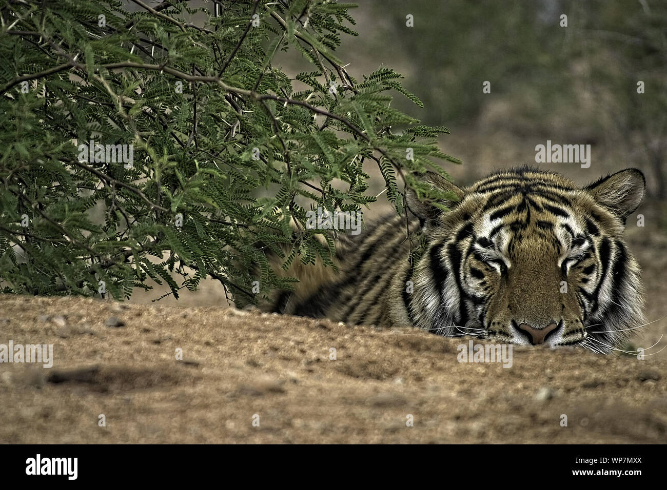 Tiger laying down hi-res stock photography and images - Alamy