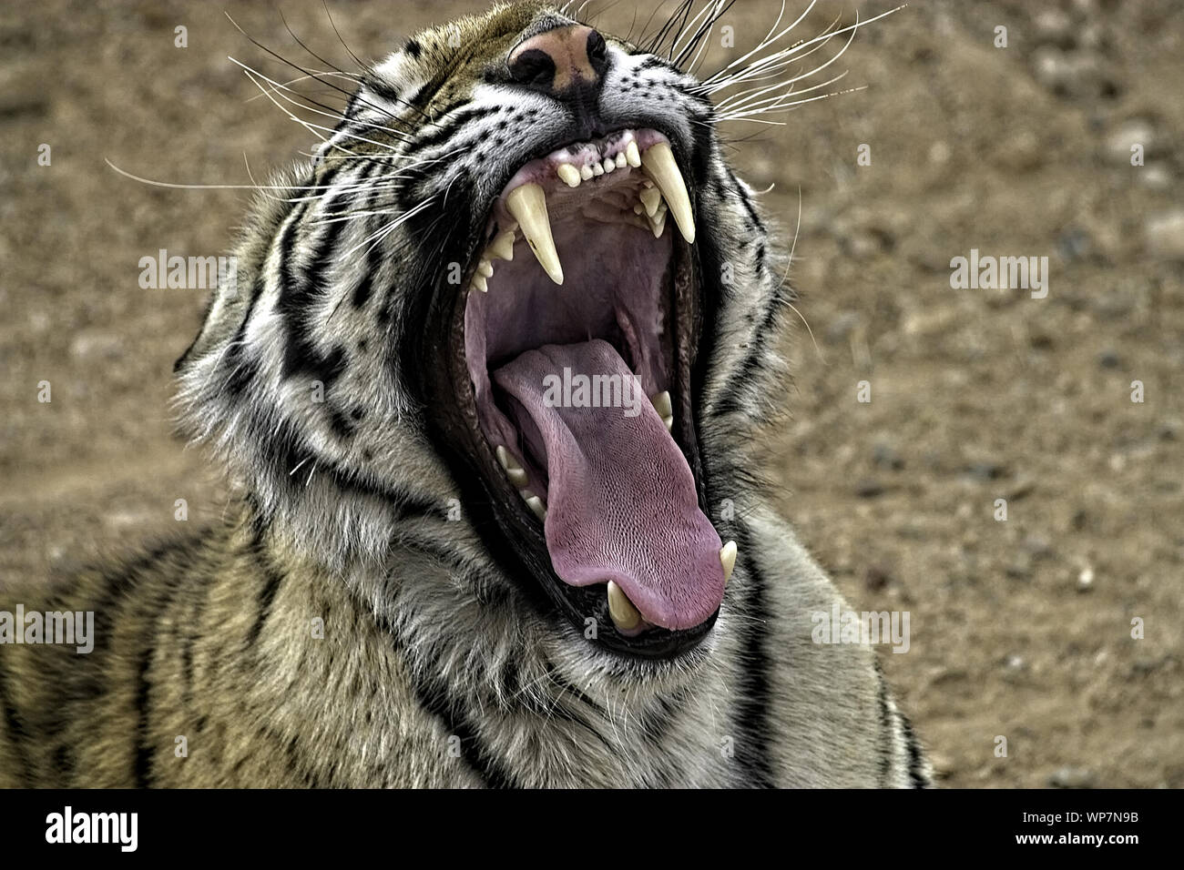 Bengal Tiger. Closeup of tiger with mouth wide open and yawning Stock ...
