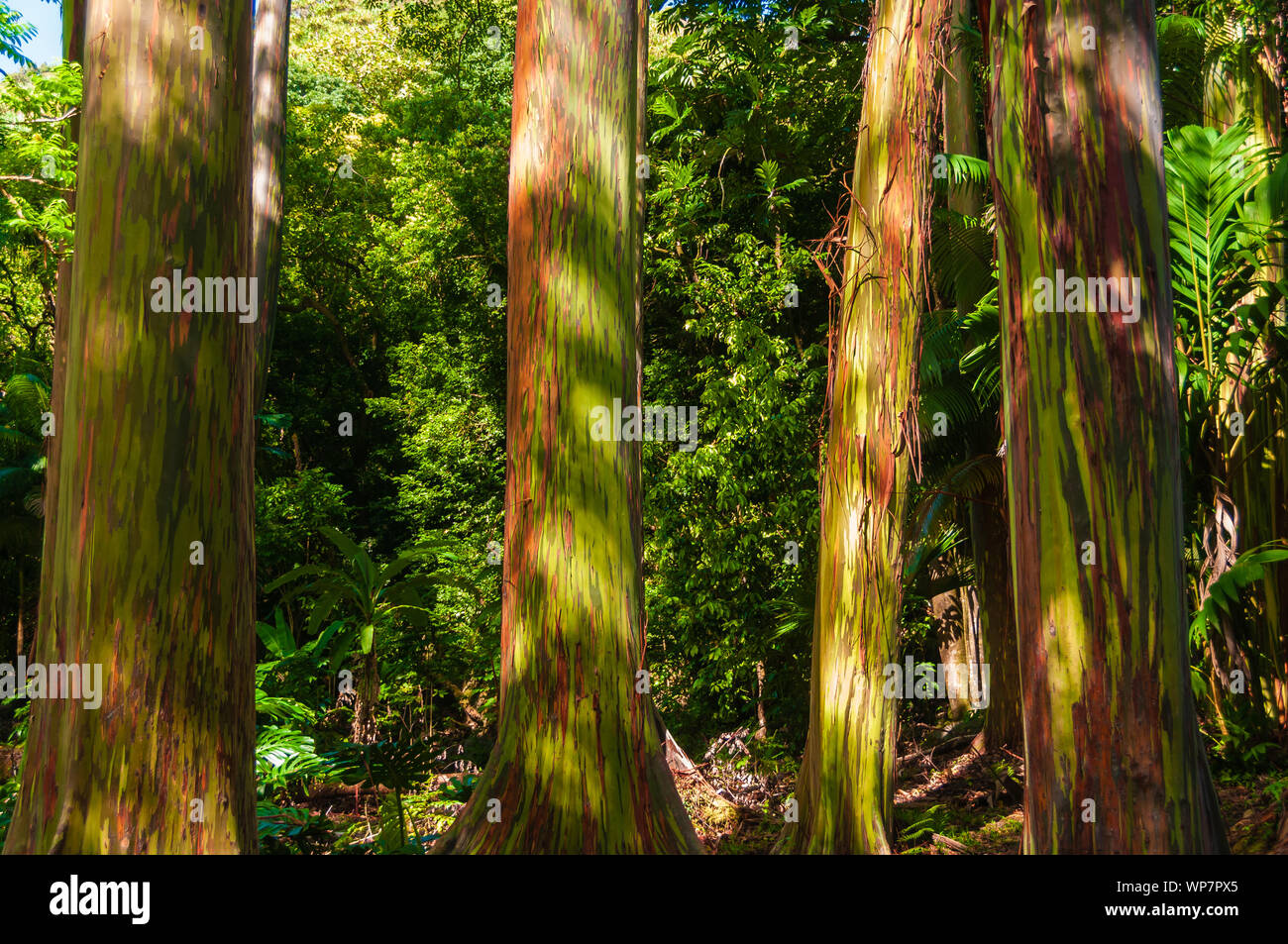 Rainbow Eucalyptus Tree bark on the Road to Hana, Maui, Hawaii, USA ...