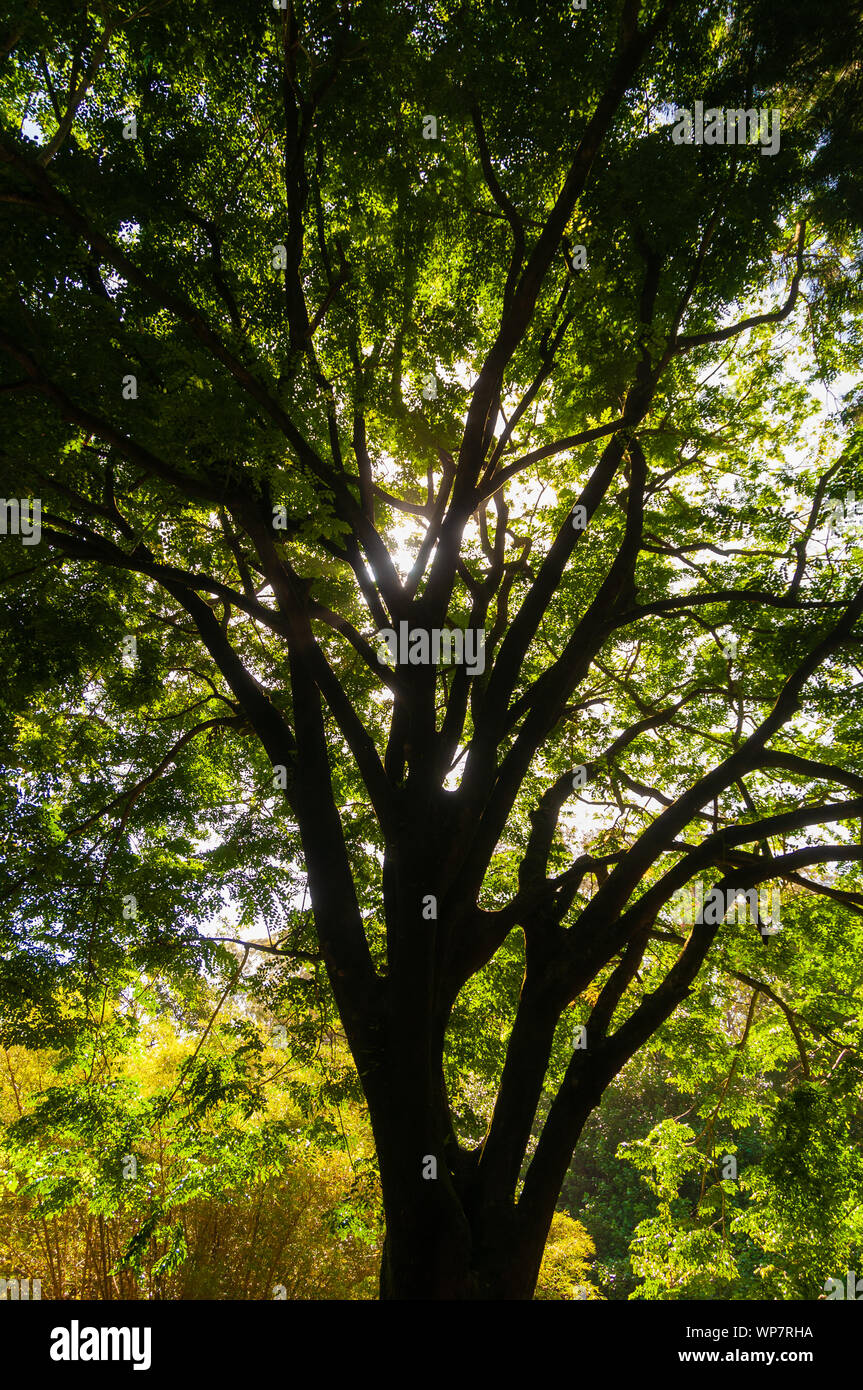 Upwards view of large tree canopy on the Road to Hana, Maui, Hawaii ...