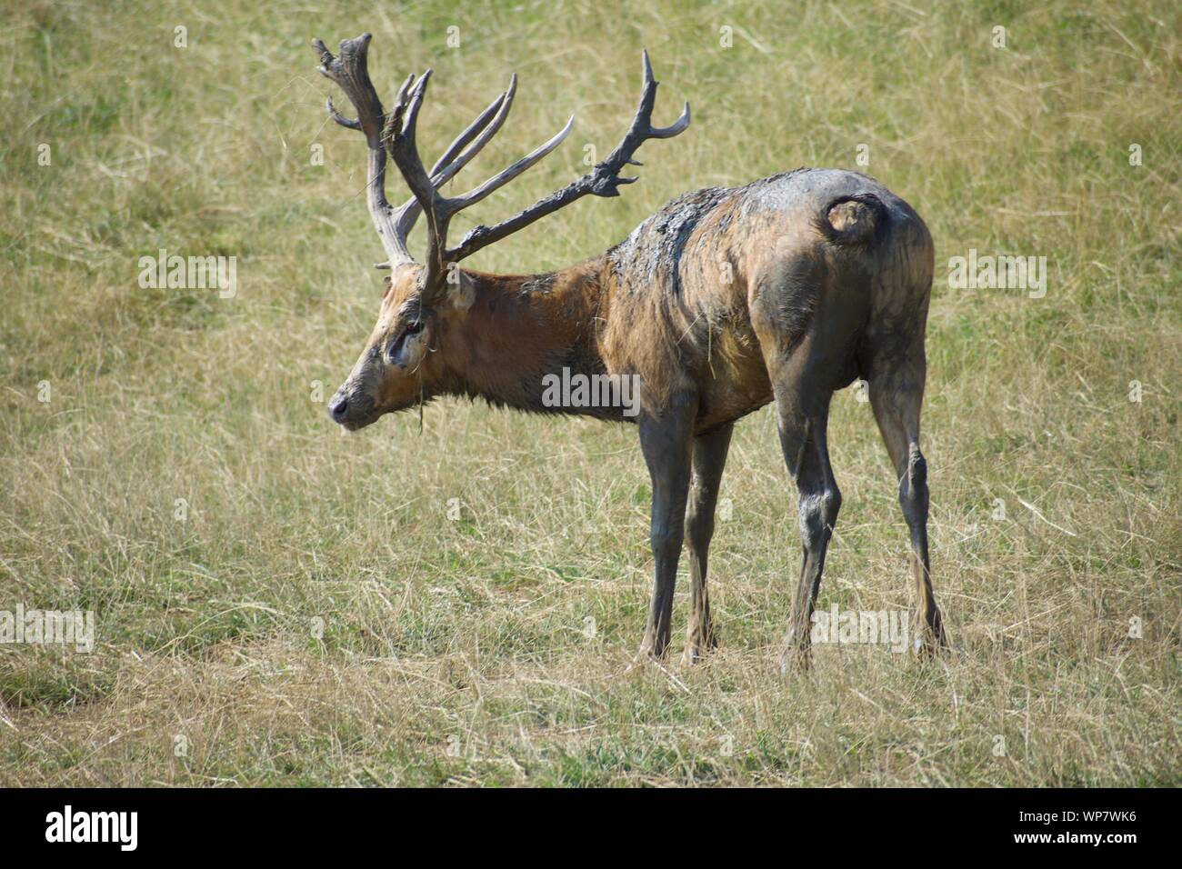 Pere david deer china hi-res stock photography and images - Alamy