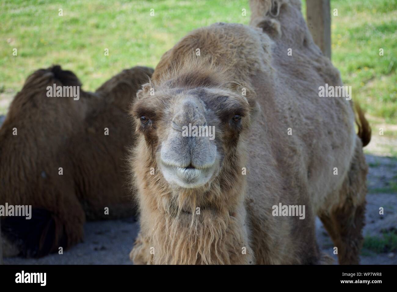 Bactrian camels hi-res stock photography and images - Alamy