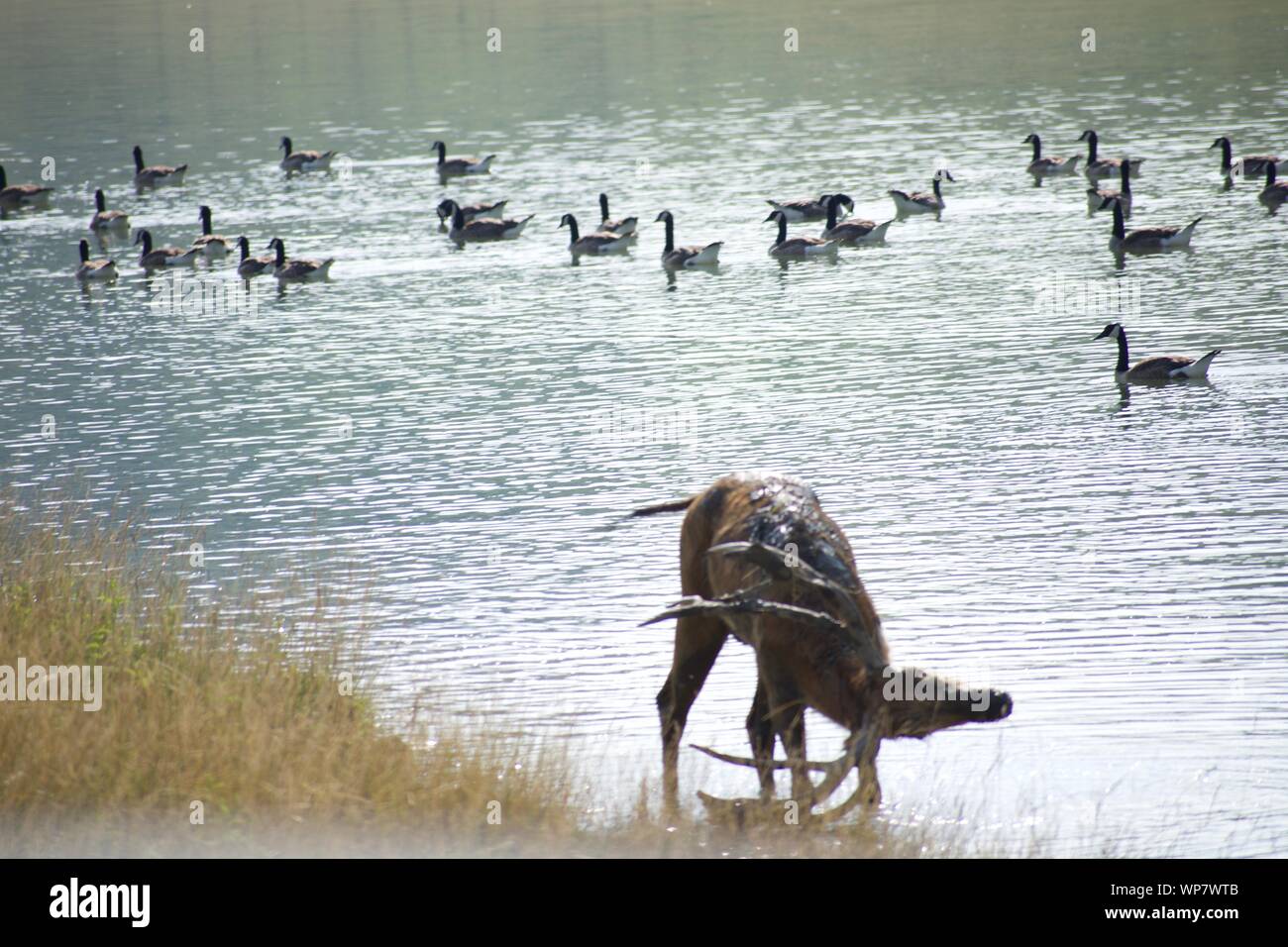 Male Pere David's deer flinging mud Stock Photo - Alamy