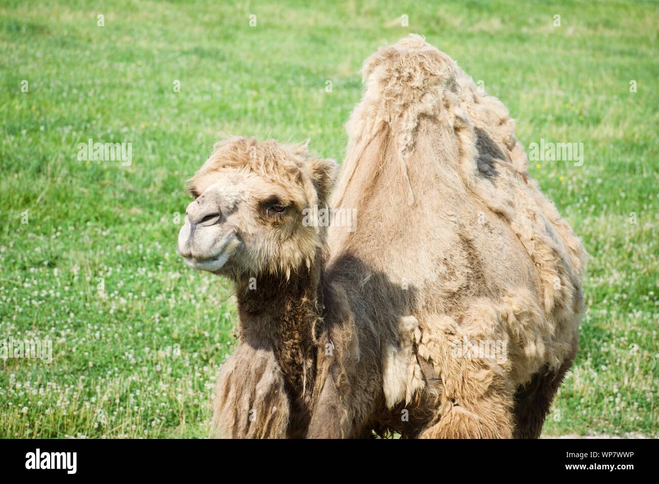 Camel with one hump against a grassy background Stock Photo - Alamy