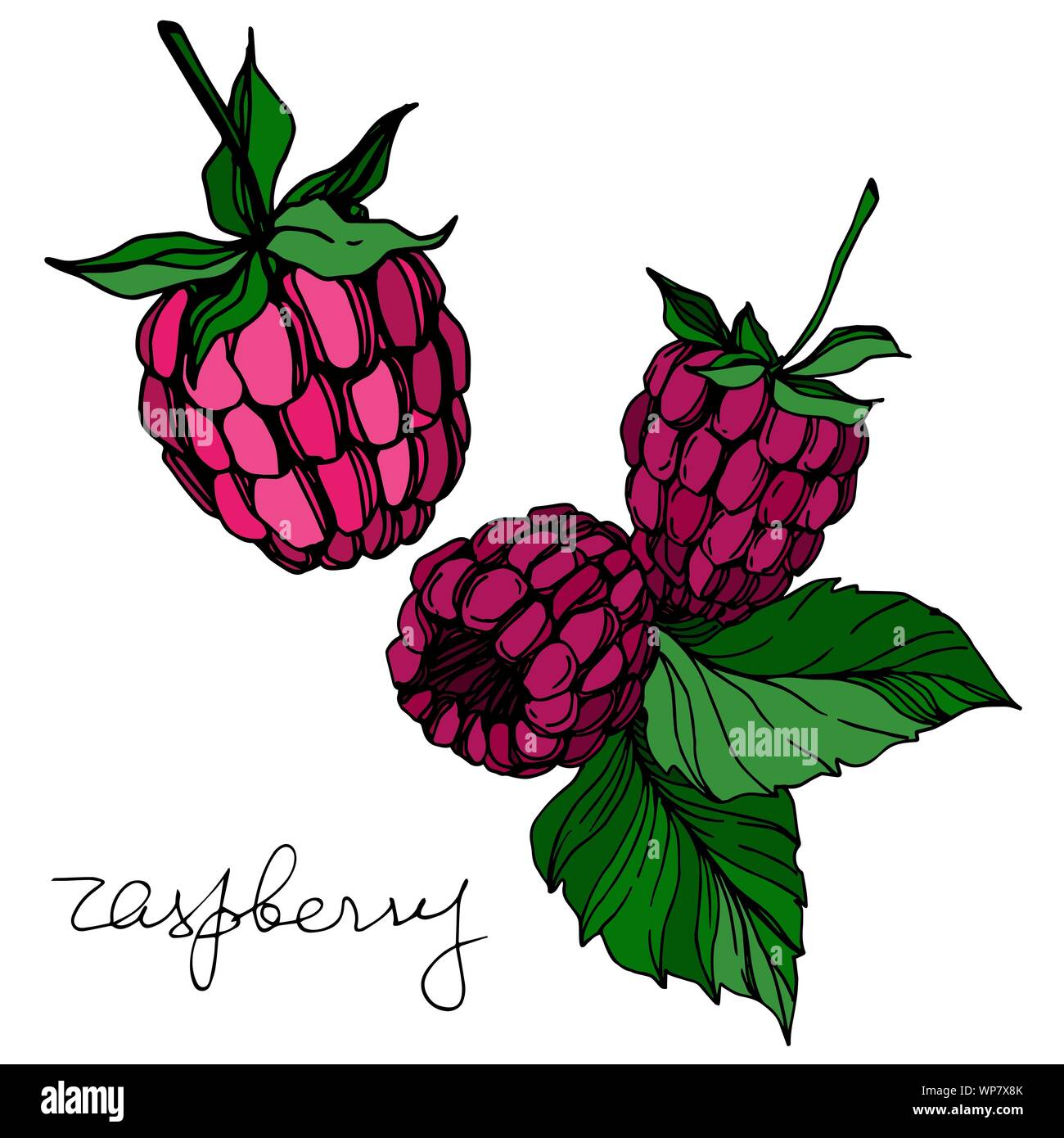 Vector Raspberry healthy food fresh berry isolated element. Black and ...