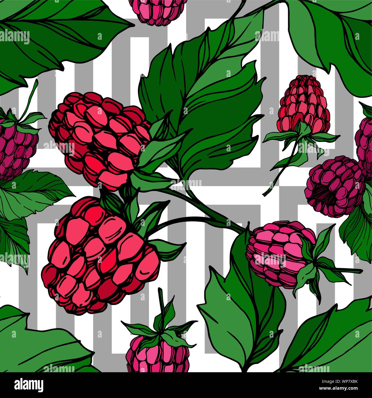 Vector Raspberry healthy food isolated. Black and white engraved ink ...