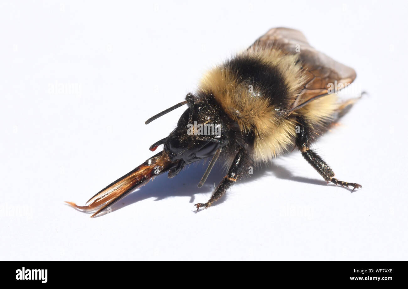 High Country Bumble Bee (Bombus kirbiellus) with tongue extended ...