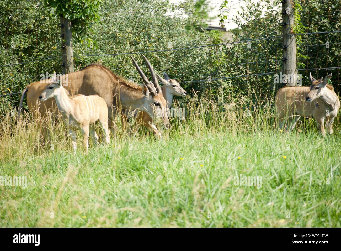 Common Eland Grazing from grass and bush. Antelope species can be ...