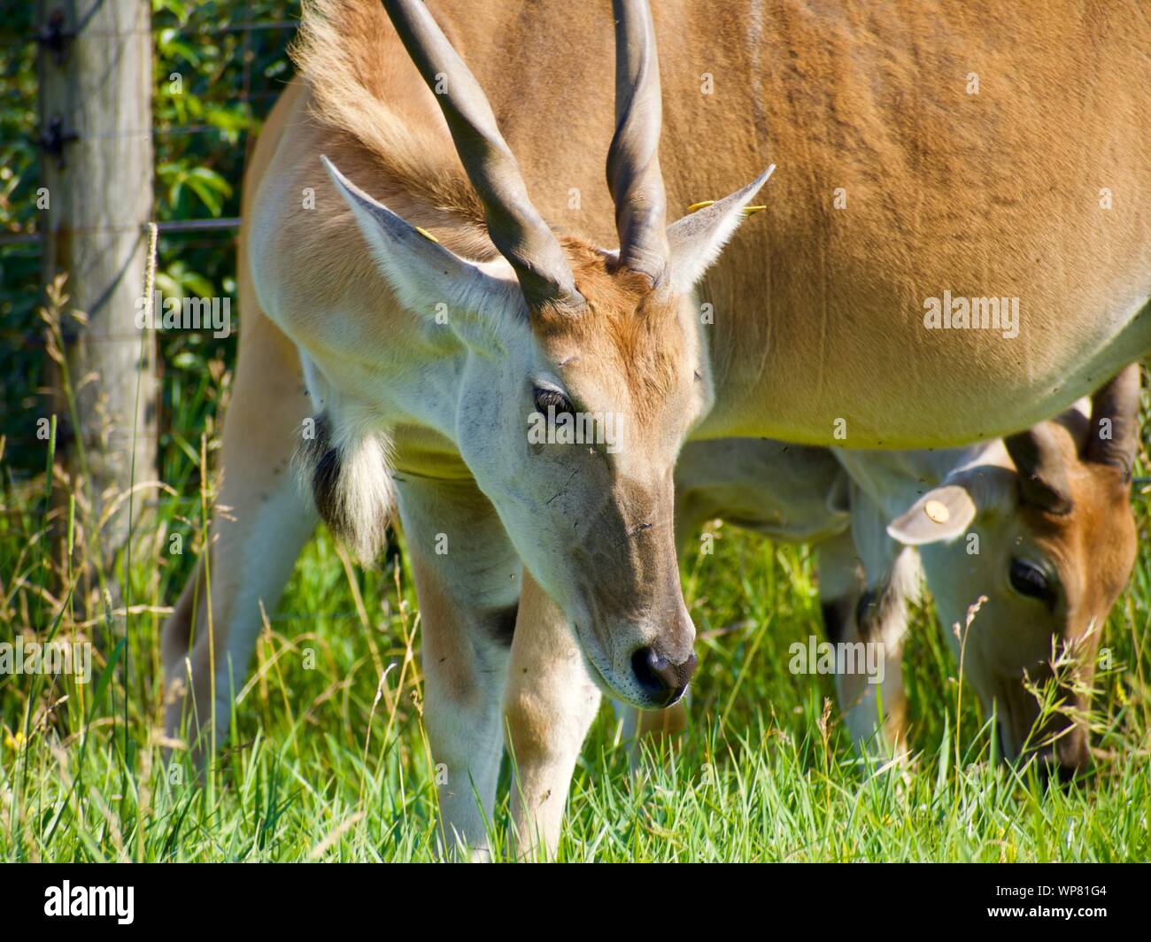 Common Eland Grazing from grass and bush. Antelope species can be ...