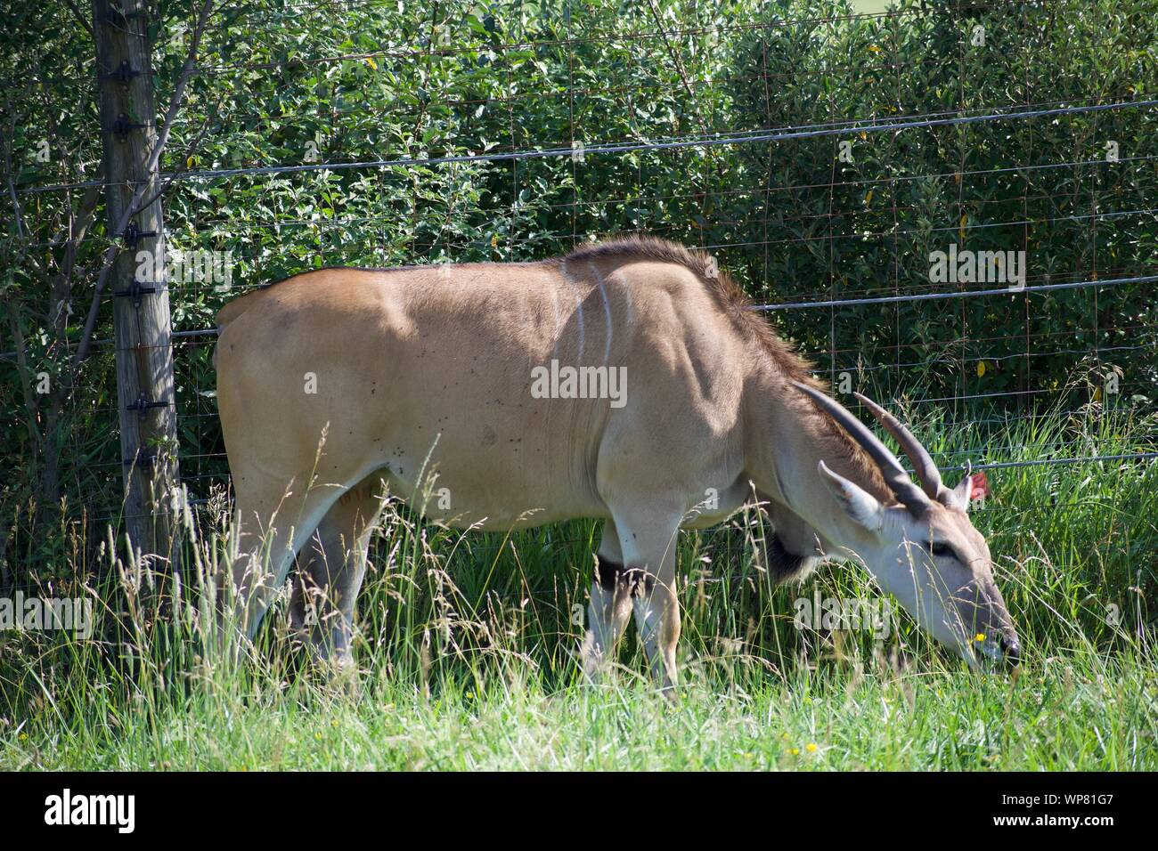Common Eland Grazing from grass and bush. Antelope species can be ...