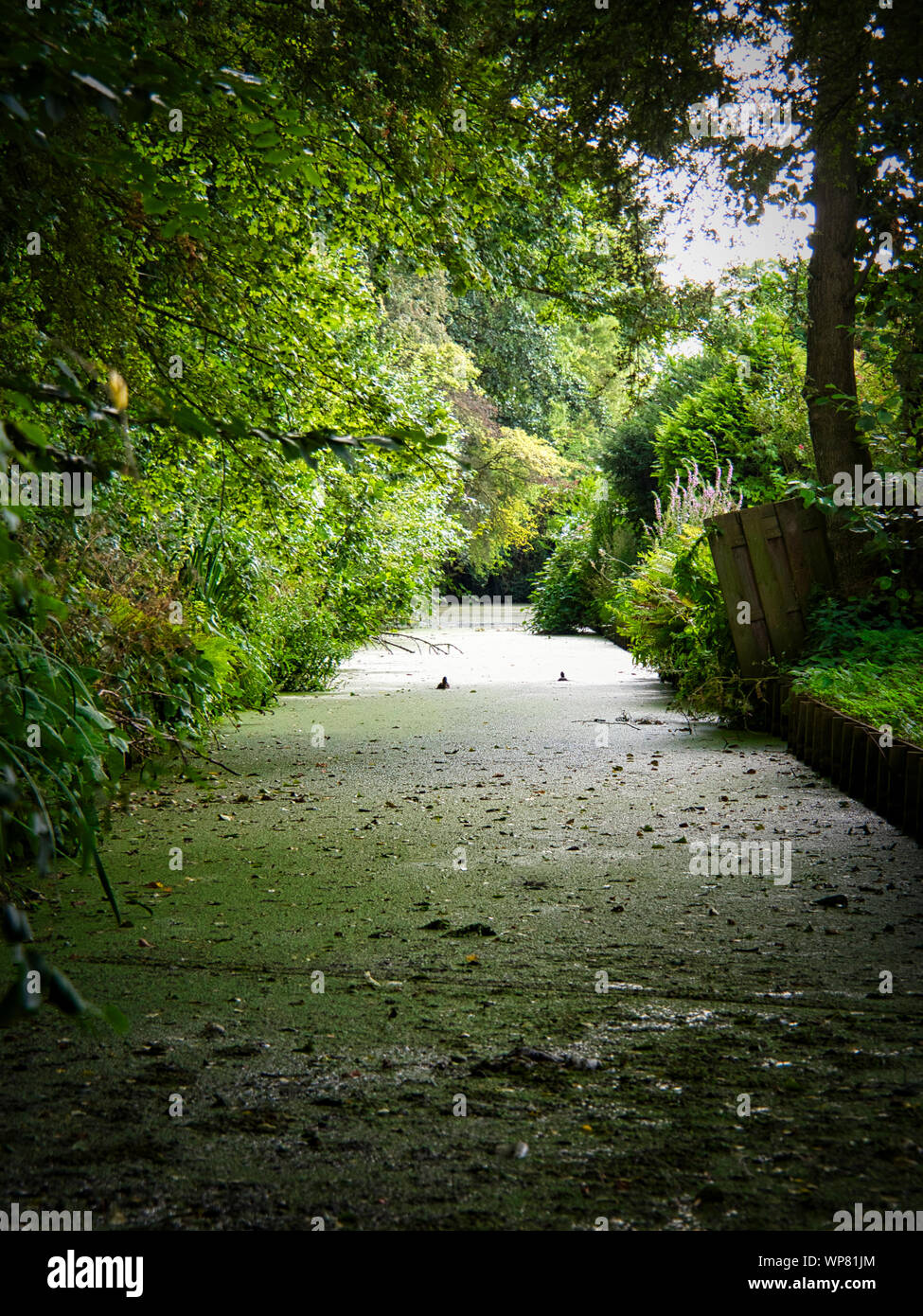Freshwater Swamp Ecosystem High Resolution Stock Photography and Images ...