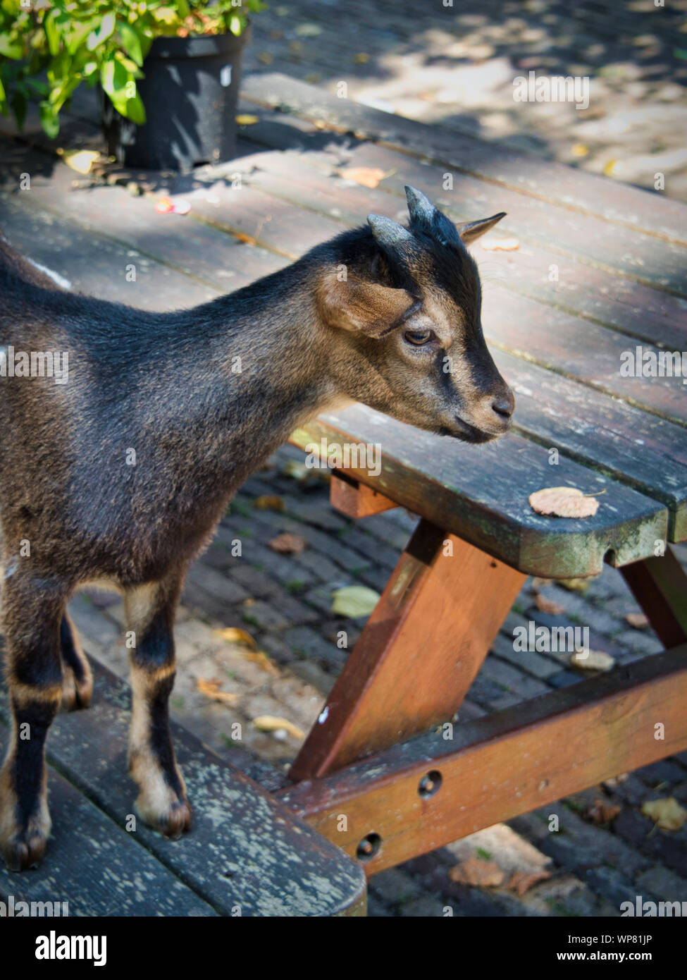 Baby goat searching for food Stock Photo - Alamy