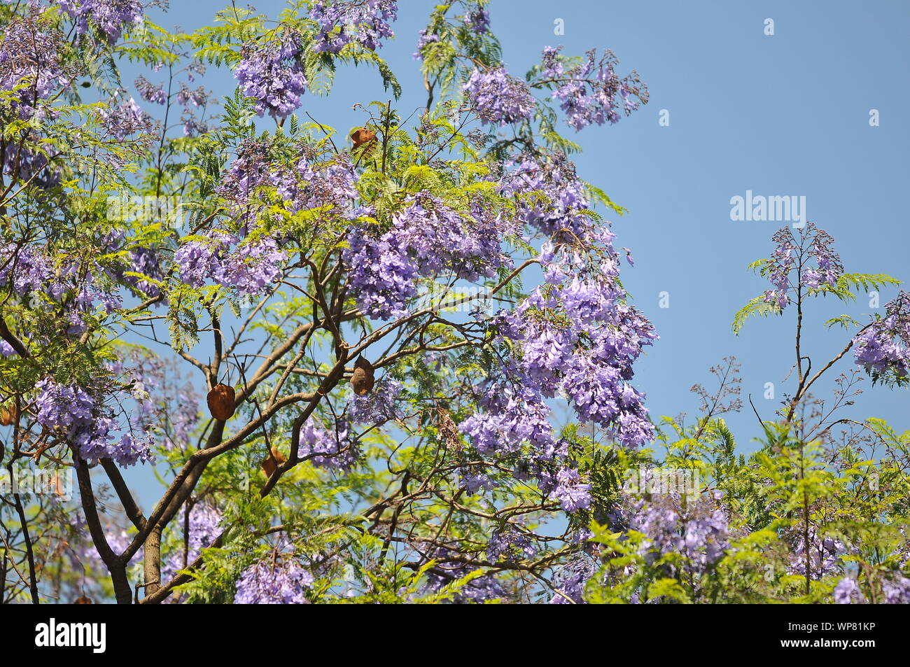Addis ababa st george hi-res stock photography and images - Alamy