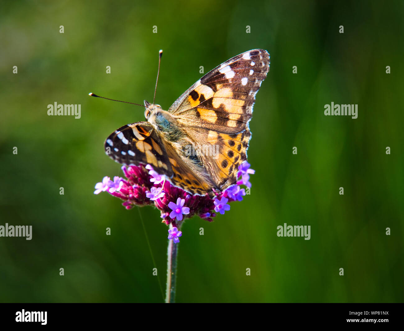Butterfly nectar plant hi-res stock photography and images - Alamy