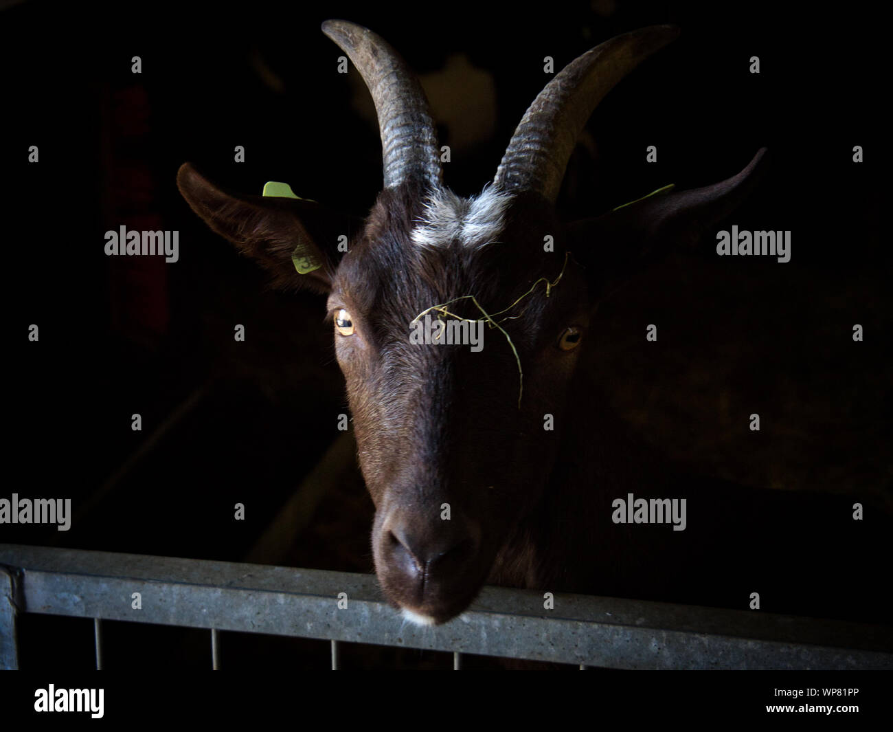 Goat slaughter hi-res stock photography and images - Alamy