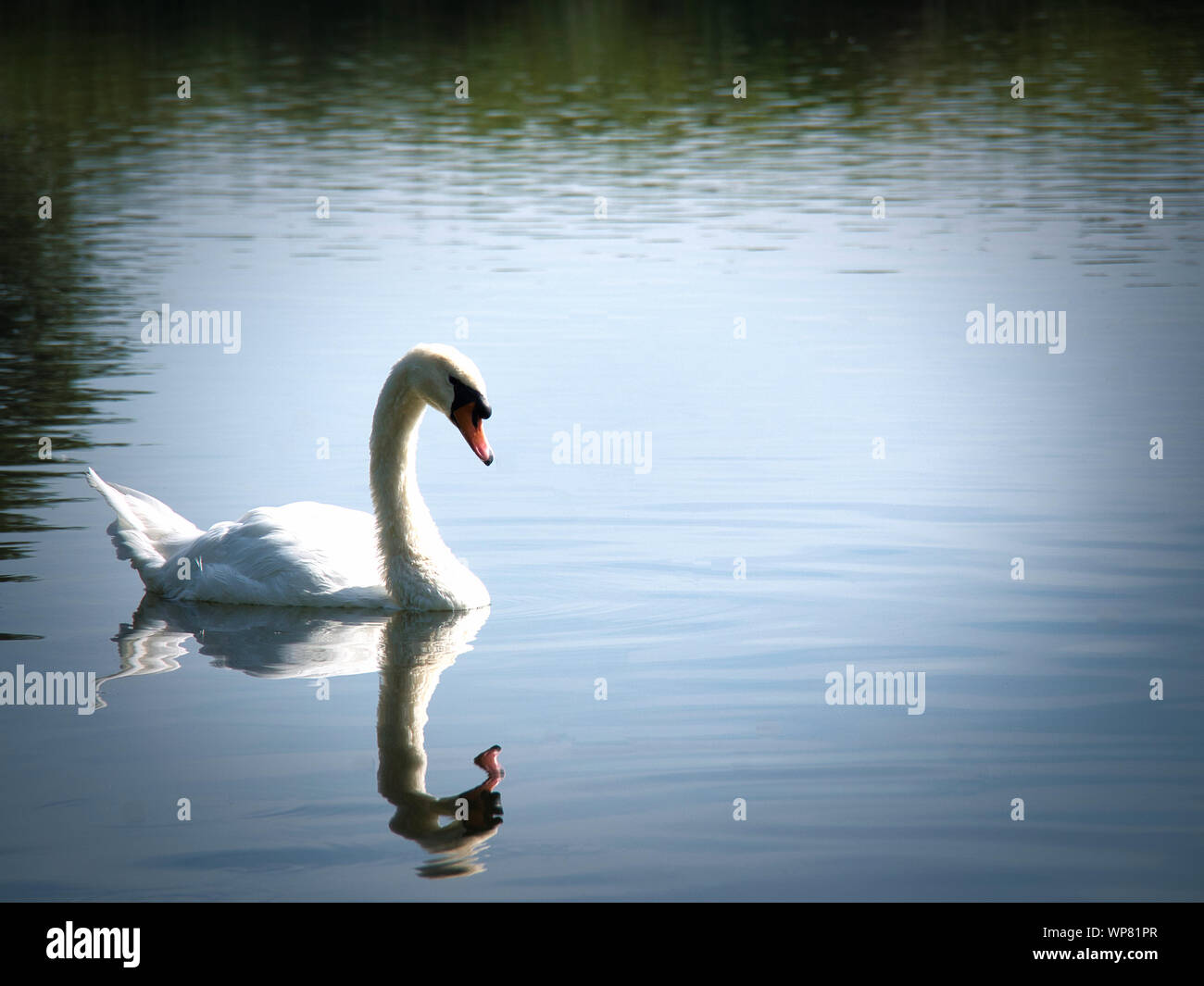 Beautiful swan pictures hi-res stock photography and images - Alamy