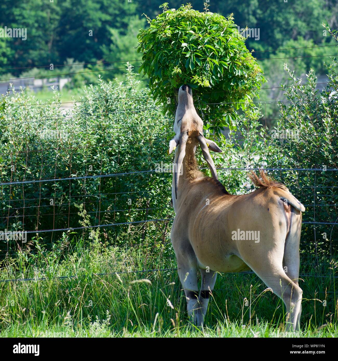 Common Eland Grazing from grass and bush. Antelope species can be ...