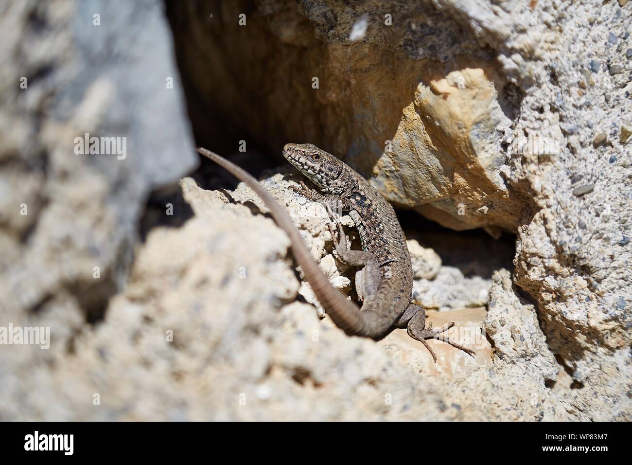 Lizard on a wall Stock Photo - Alamy