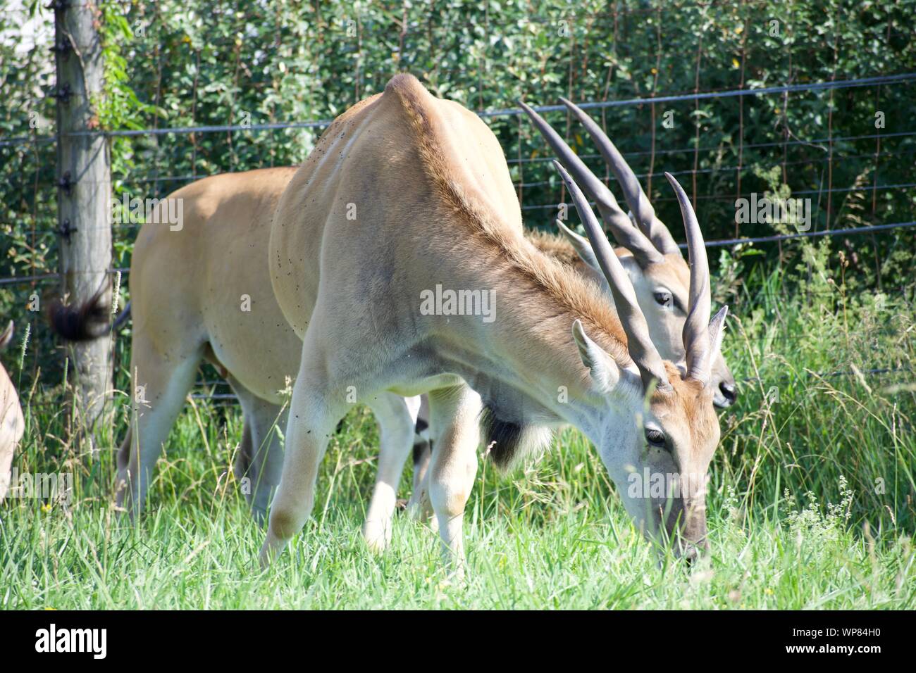 Common Eland Grazing from grass and bush. Antelope species can be ...