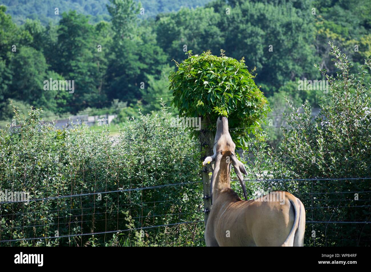 Common Eland Grazing from grass and bush. Antelope species can be ...
