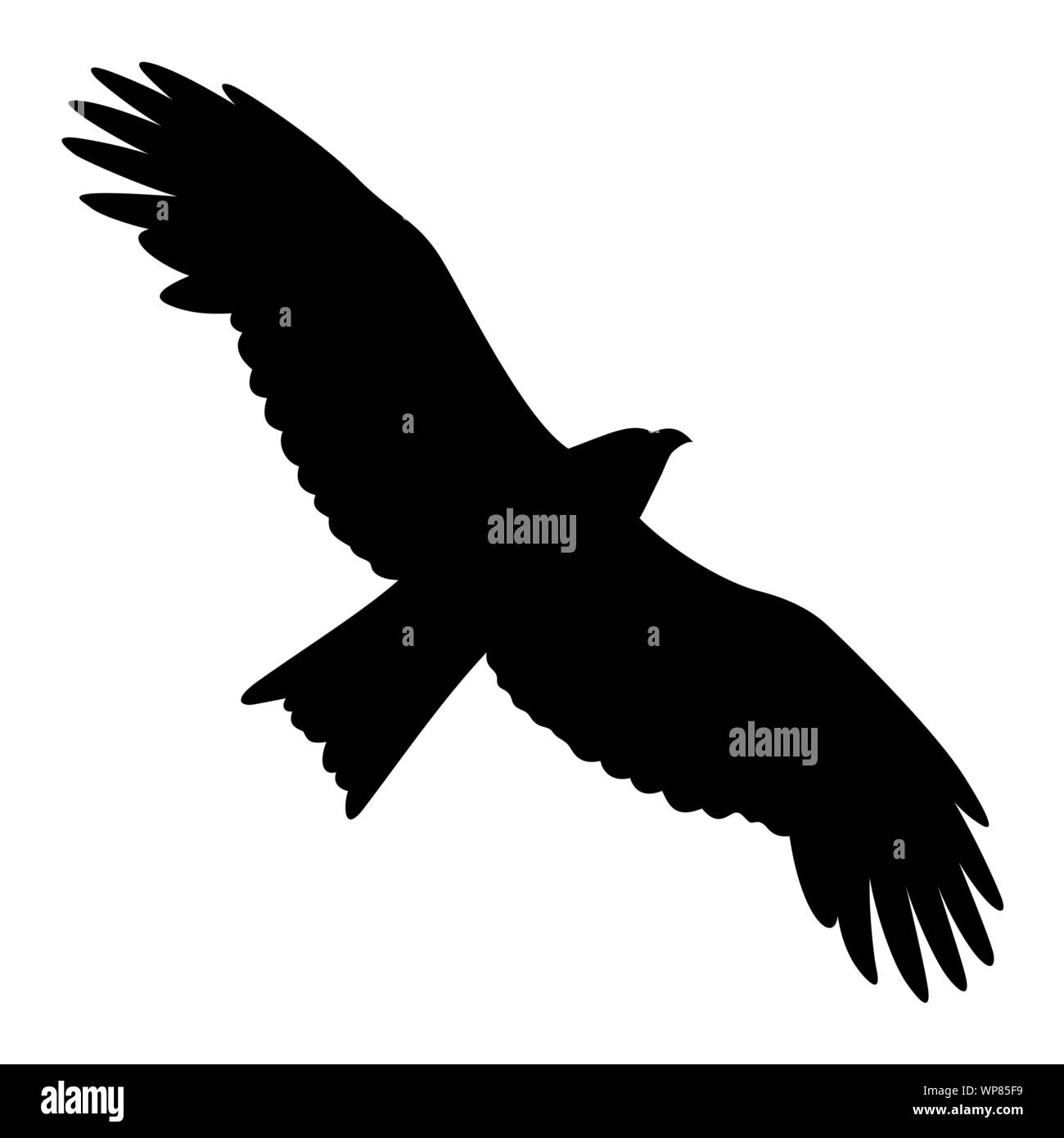 Hand drawn silhouette eagle Black and White Stock Photos & Images - Alamy