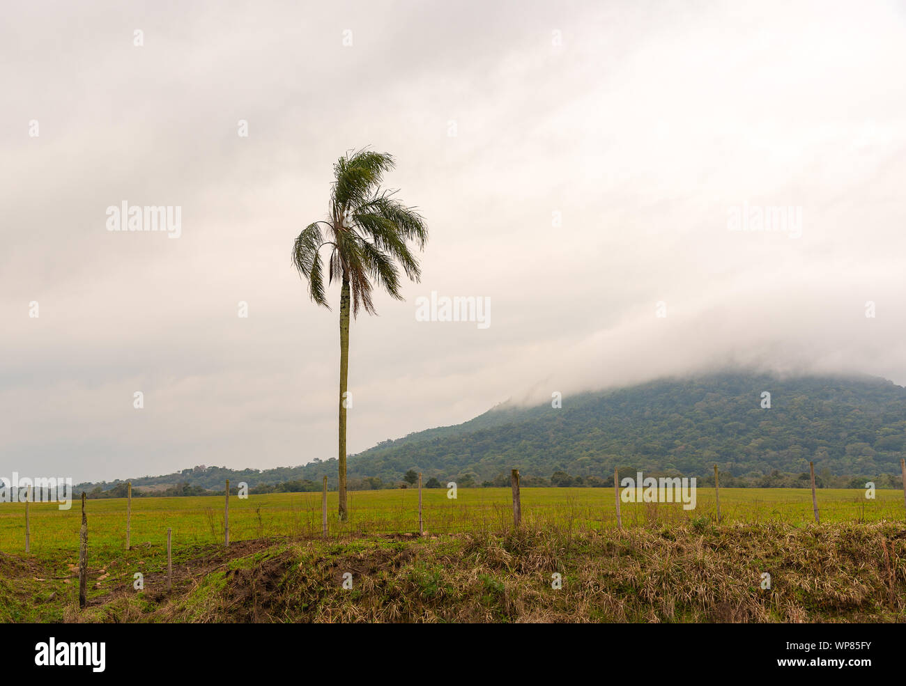 Atlantic forest is a tropical forest biome hi-res stock photography and ...