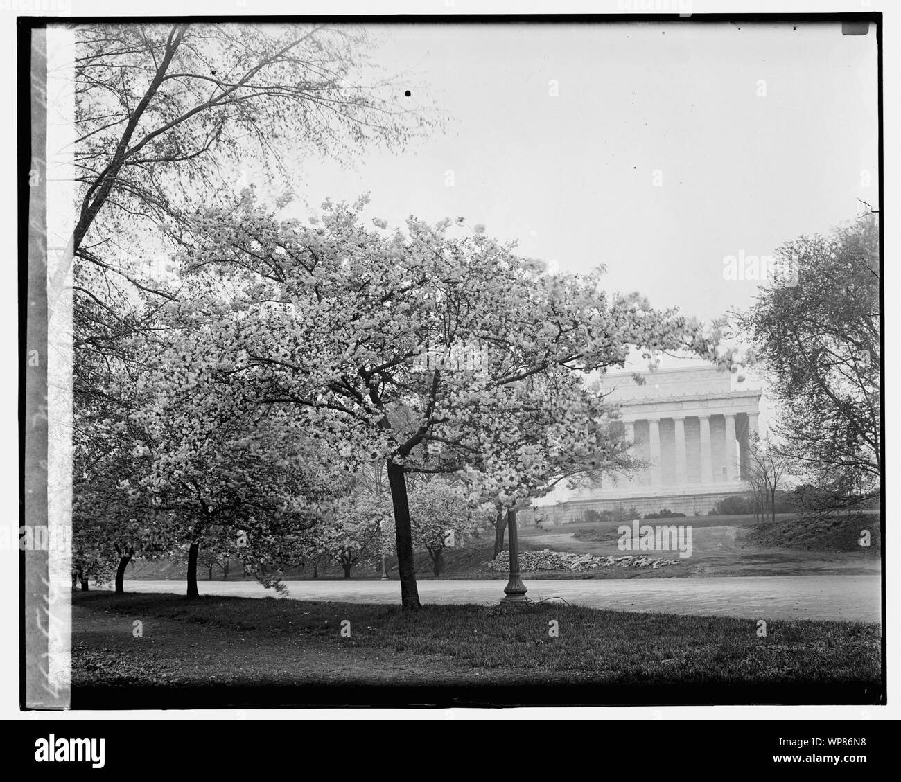 Lincoln Memorial & Cherry trees, 4/10/29 Stock Photo - Alamy